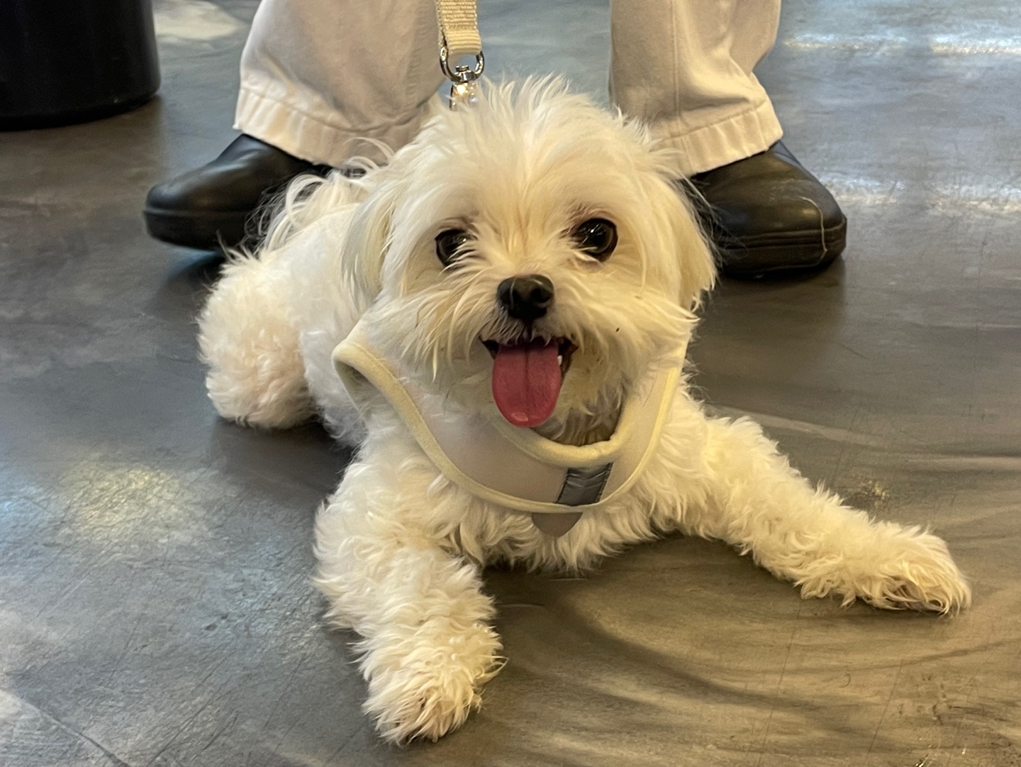 말티즈 토리 말티즈크기 말티푸크기 푸들크기 먼치킨크기 랙돌크기 브리티쉬숏헤어크기 스코티쉬폴드크기 러시안블루크기 강아지크기 고양이크기 유기견임시보호 유기묘임시보호 강아지임시