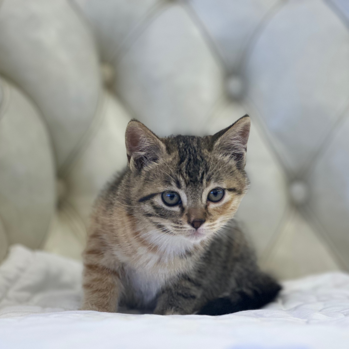 코리안숏헤어 고목수 푸숑책임분양 노르웨이숲책임분양 데본렉스책임분양 뱅갈책임분양 샴책임분양 셀커크렉스책임분양 스핑크스책임분양 아메리칸숏헤어책임분양 아메리칸컬책임분양 아비시니안