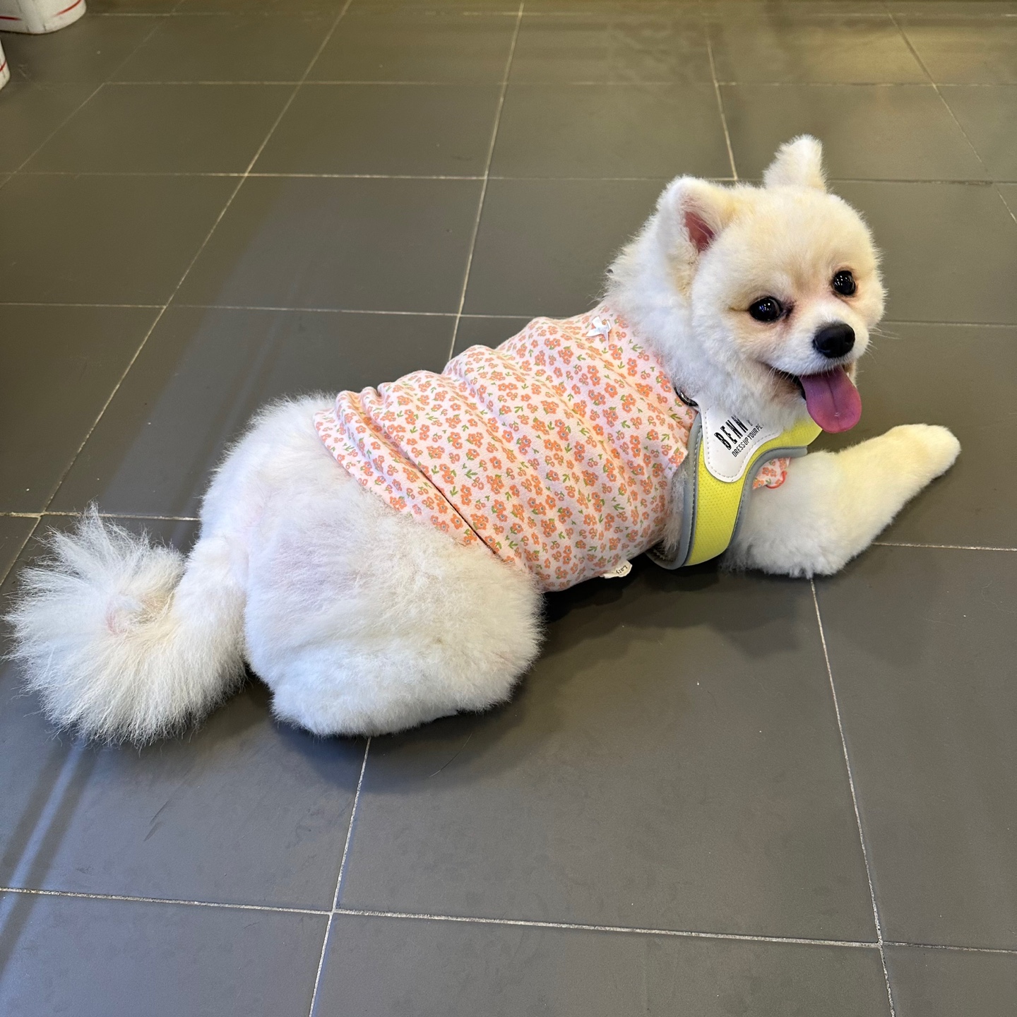 폼피츠 봄이 유기묘무료입양사이트 비숑프리제파양 포메라니안파양 말티즈파양 말티푸파양 푸들파양 먼치킨파양 랙돌파양 브리티쉬숏헤어파양 스코티쉬폴드파양 러시안블루파양 강아지파양