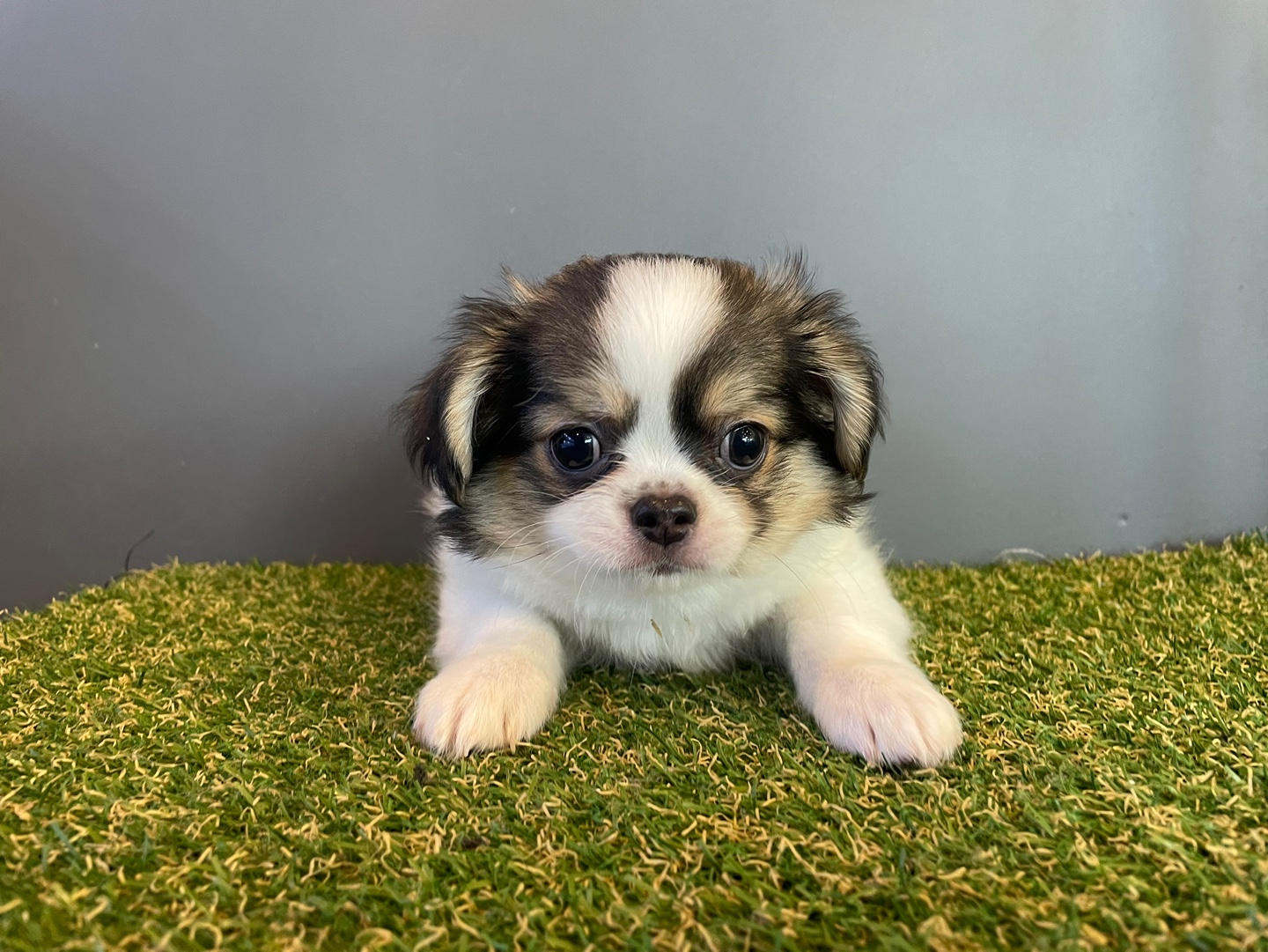 치와와 두리 프렌치불독크기 빠삐용크기 파피용크기 사모예드크기 스피츠크기 시바견크기 시베리안허스키크기 시츄크기 요크셔테리어크기 웰시코기크기 이탈리아그레이하운드크기 치와와크기