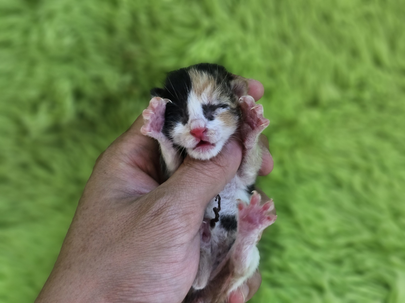 코리안숏헤어 부추 프렌치불독크기 빠삐용크기 파피용크기 사모예드크기 스피츠크기 시바견크기 시베리안허스키크기 시츄크기 요크셔테리어크기 웰시코기크기 이탈리아그레이하운드크기 치와와