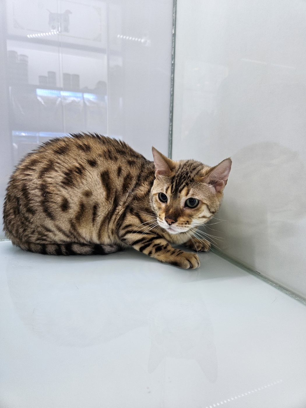 뱅갈 모모모란 프렌치불독크기 빠삐용크기 파피용크기 사모예드크기 스피츠크기 시바견크기 시베리안허스키크기 시츄크기 요크셔테리어크기 웰시코기크기 이탈리아그레이하운드크기 치와와