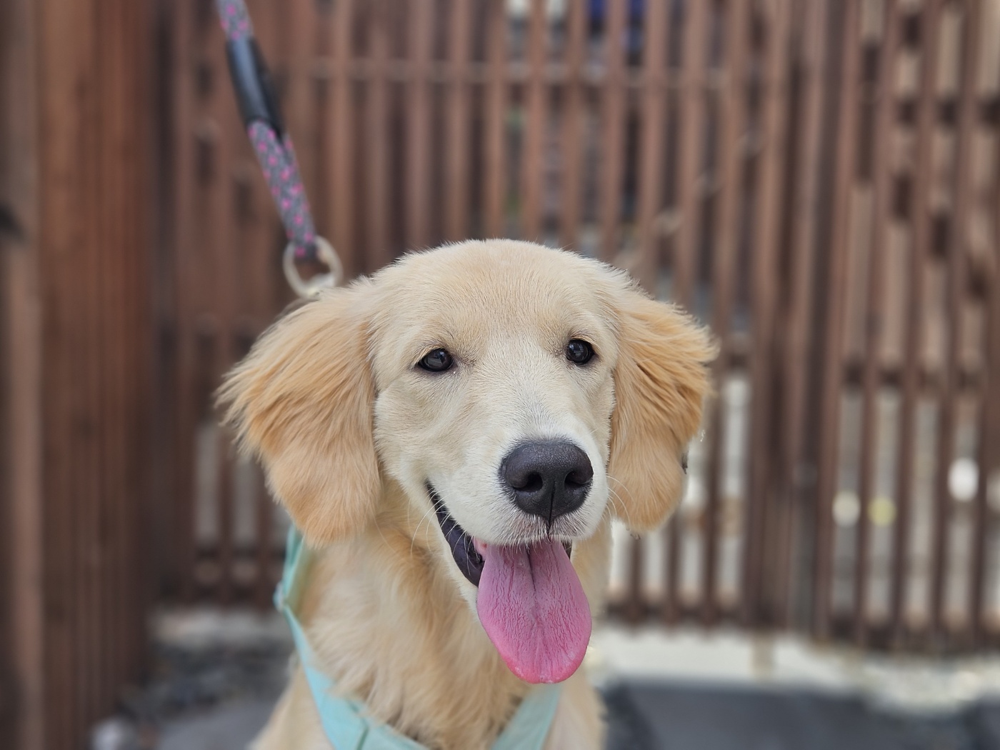 골든리트리버 가을 애완견성격 반려견성격 소형견크기 중형견크기 미니비숑프리제크기 토이푸들크기 골든리트리버크기 래브라도리트리버크기 닥스훈트크기 도베르만크기 말티치크기 말티폼크기