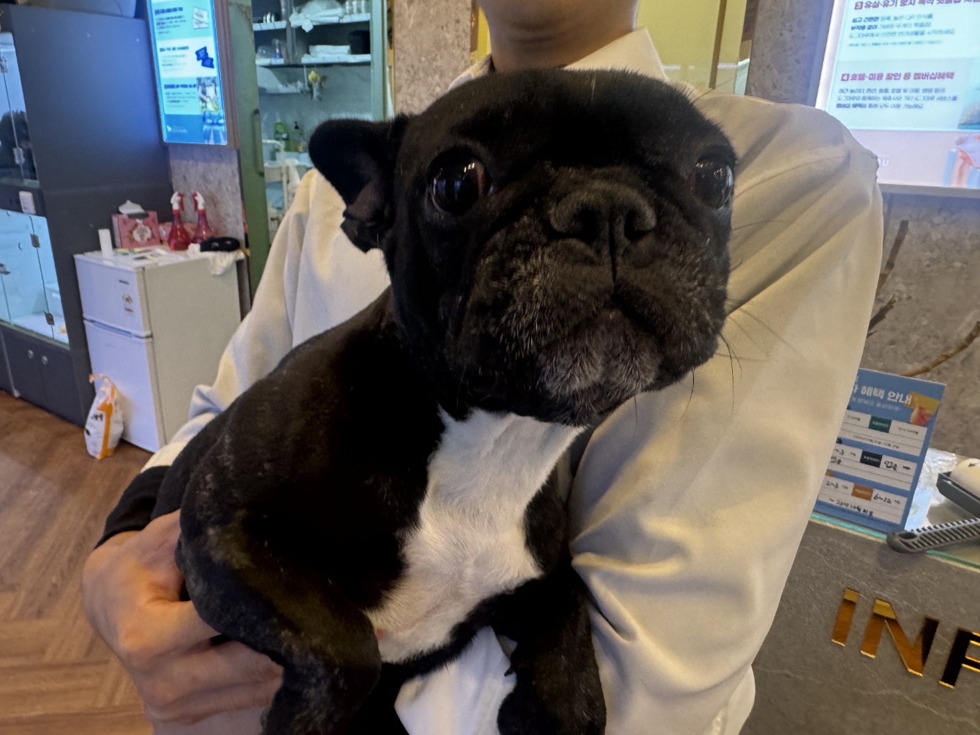 프렌치불독 까망이 프렌치불독크기 빠삐용크기 파피용크기 사모예드크기 스피츠크기 시바견크기 시베리안허스키크기 시츄크기 요크셔테리어크기 웰시코기크기 이탈리아그레이하운드크기 치와와