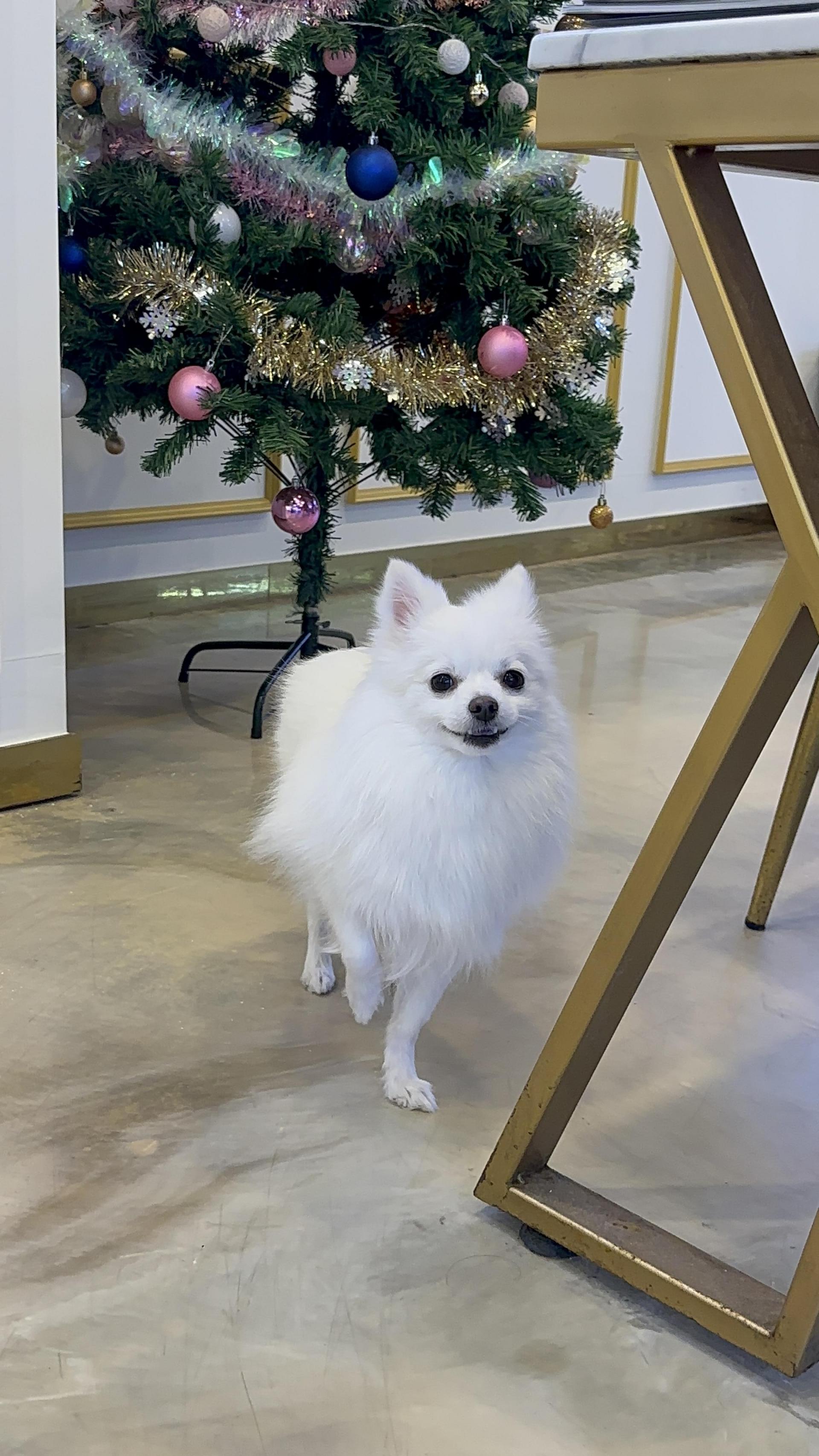 폼피츠 순두부 래브라도리트리버입양 닥스훈트입양 도베르만입양 말티치입양 말티폼입양 빠삐용입양 사모예드입양 스피츠입양 시바견입양 시베리안허스키입양 시츄입양 요크셔테리어입양