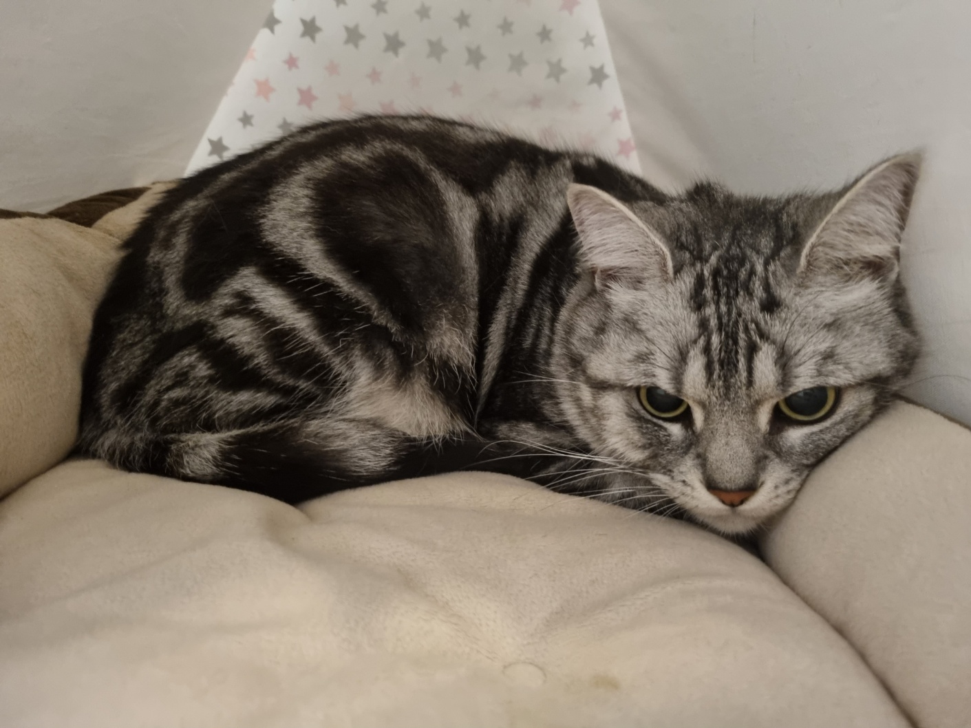 아메리칸숏헤어 레오 폼스키크기 폼치크기 폼피츠크기 푸숑크기 노르웨이숲크기 데본렉스크기 뱅갈크기 샴크기 셀커크렉스크기 스핑크스크기 아메리칸숏헤어크기 아메리칸컬크기 아비시니안