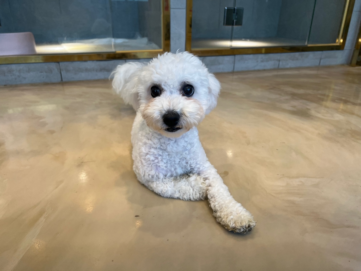 비숑프리제 달콤 프렌치불독크기 빠삐용크기 파피용크기 사모예드크기 스피츠크기 시바견크기 시베리안허스키크기 시츄크기 요크셔테리어크기 웰시코기크기 이탈리아그레이하운드크기 치와와