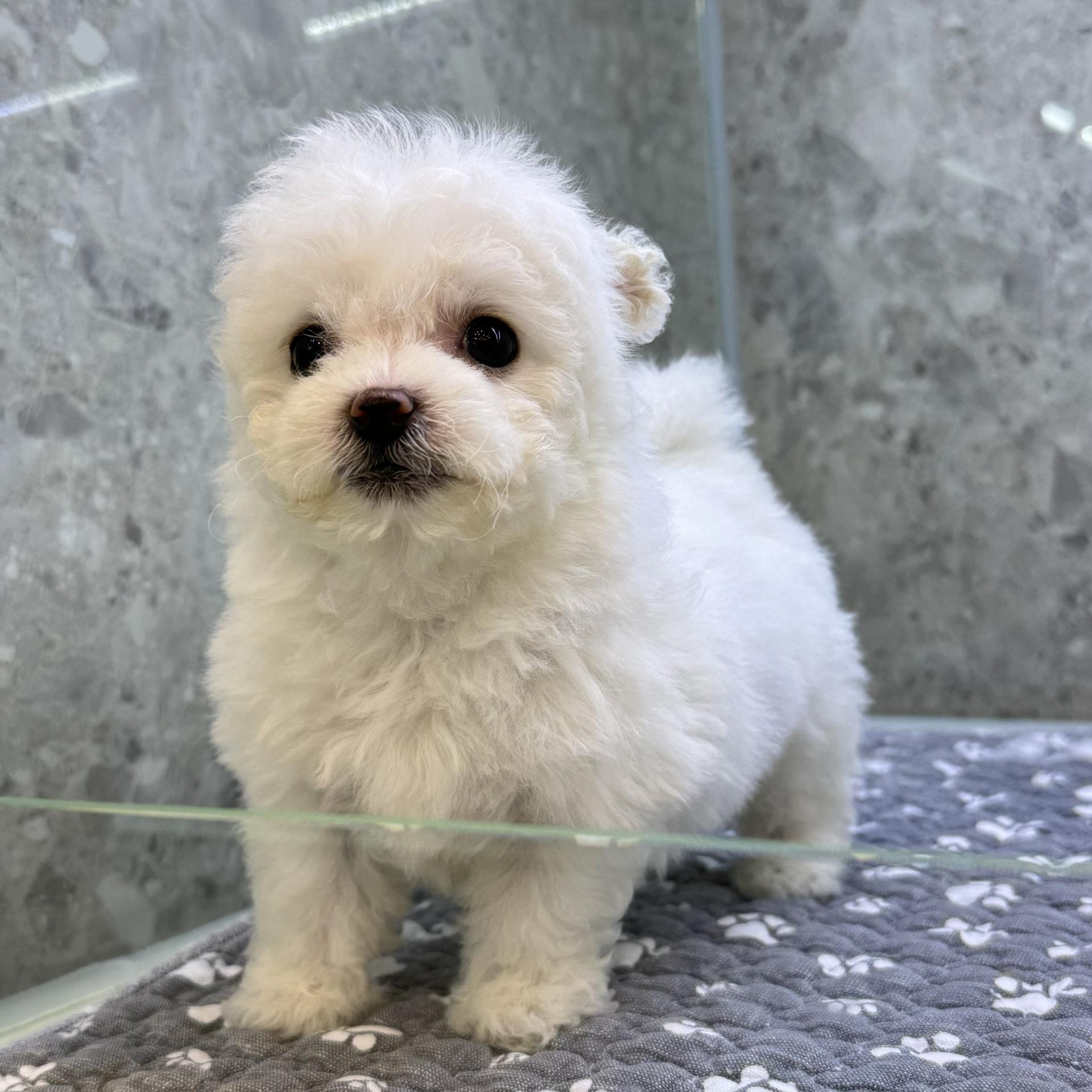 비숑프리제 또리 유기견입양 유기묘입양 강아지입양 소형견입양 중형견입양 대형견입양 말티즈입양 말티푸입양 비숑프리제입양 미니비숑프리제입양 포메라니안입양 푸들입양 골든리트리버입양