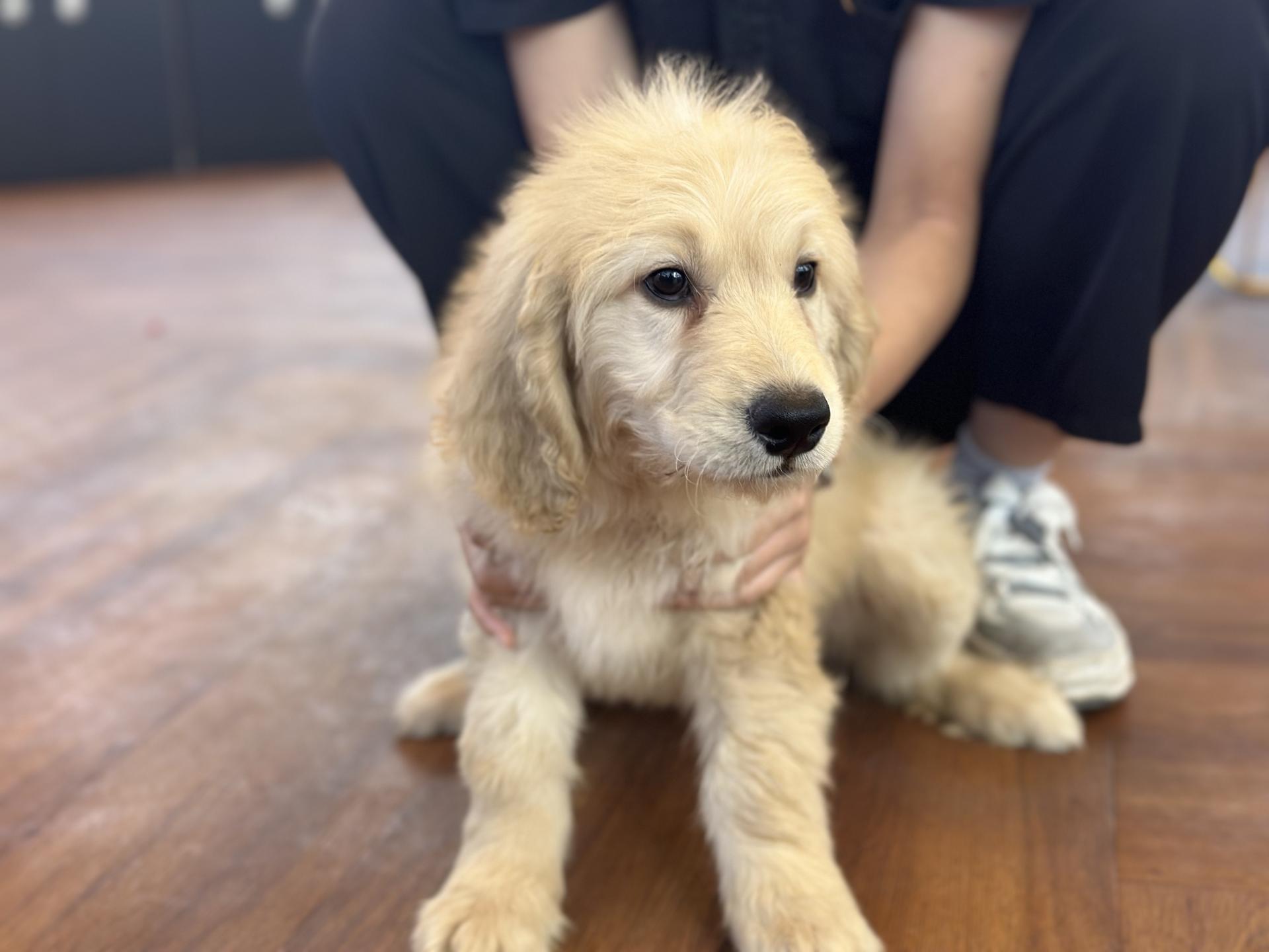 골든두들 오리 말티즈크기 말티푸크기 푸들크기 먼치킨크기 랙돌크기 브리티쉬숏헤어크기 스코티쉬폴드크기 러시안블루크기 강아지크기 고양이크기 유기견임시보호 유기묘임시보호 강아지임시