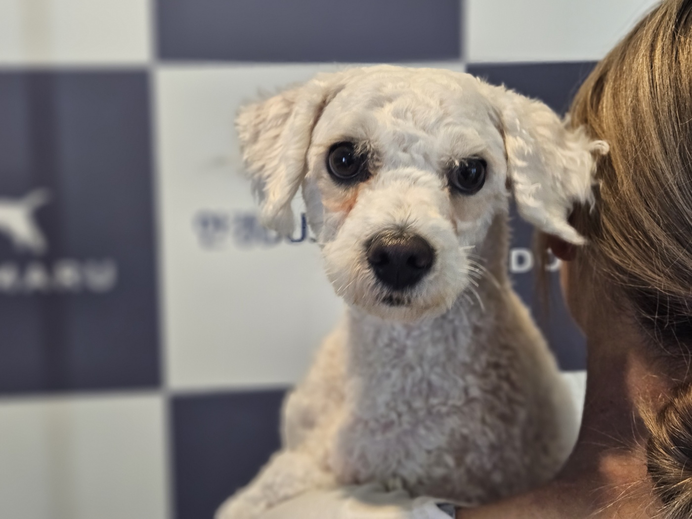 비숑프리제 봄이 유기묘무료입양사이트 비숑프리제파양 포메라니안파양 말티즈파양 말티푸파양 푸들파양 먼치킨파양 랙돌파양 브리티쉬숏헤어