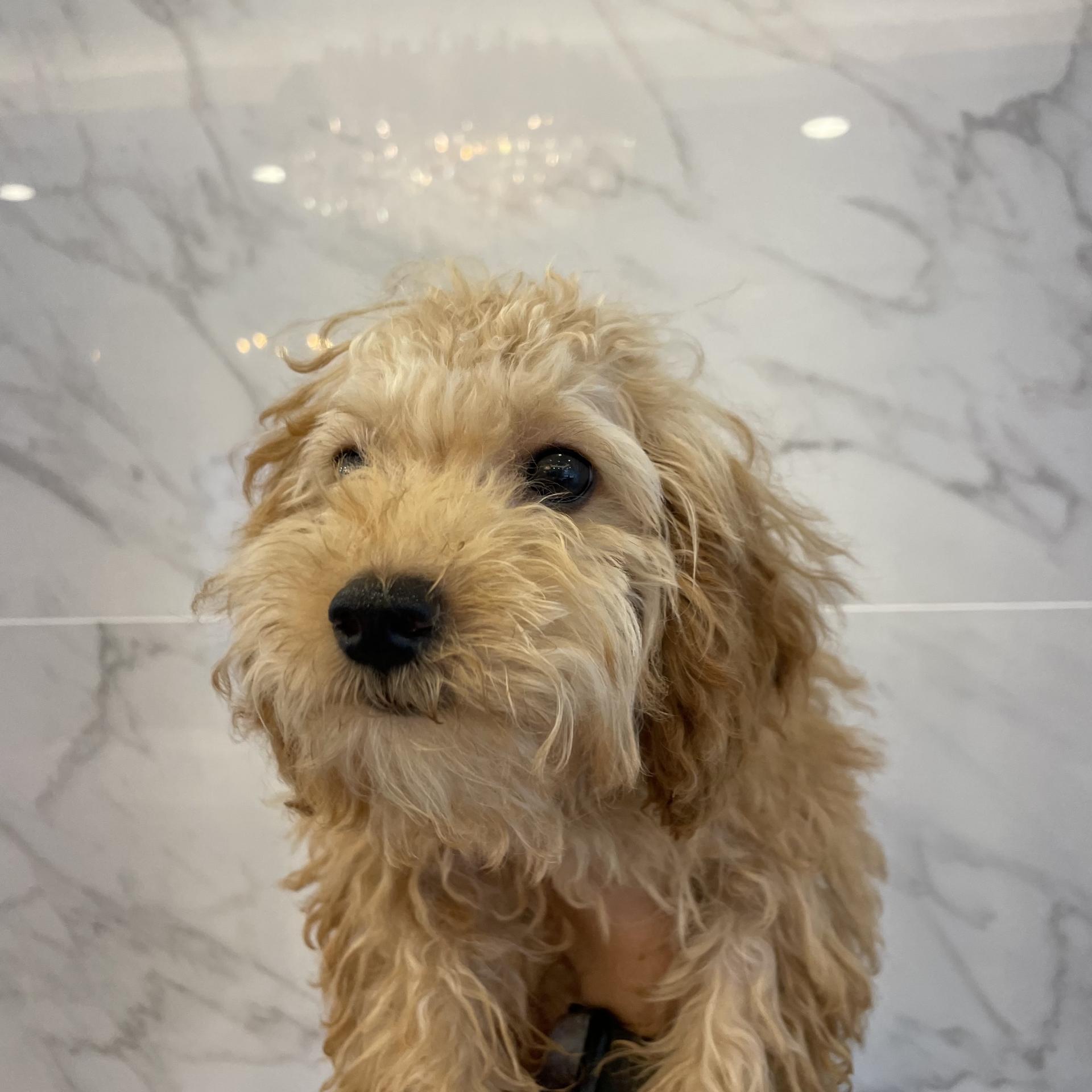 푸들 초코 말티즈크기 말티푸크기 푸들크기 먼치킨크기 랙돌크기 브리티쉬숏헤어크기 스코티쉬폴드크기 러시안블루크기 강아지크기 고양이크기 유기견임시보호 유기묘임시보호 강아지임시보호