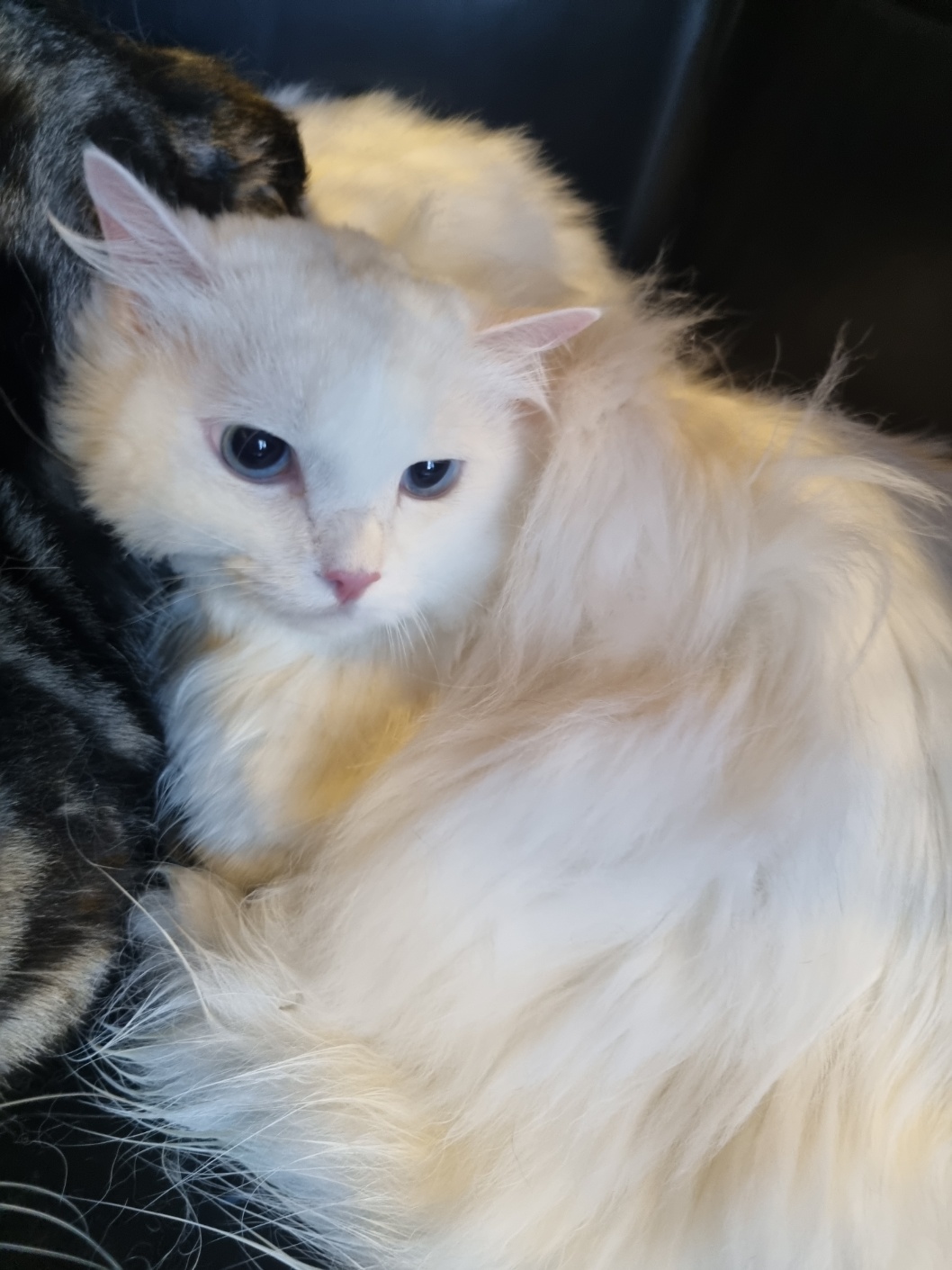 먼치킨 루비 푸숑책임분양 노르웨이숲책임분양 데본렉스책임분양 뱅갈책임분양 샴책임분양 셀커크렉스책임분양 스핑크스책임분양 아메리칸숏헤어책임분양 아메리칸컬책임분양 아비시니안책임분양