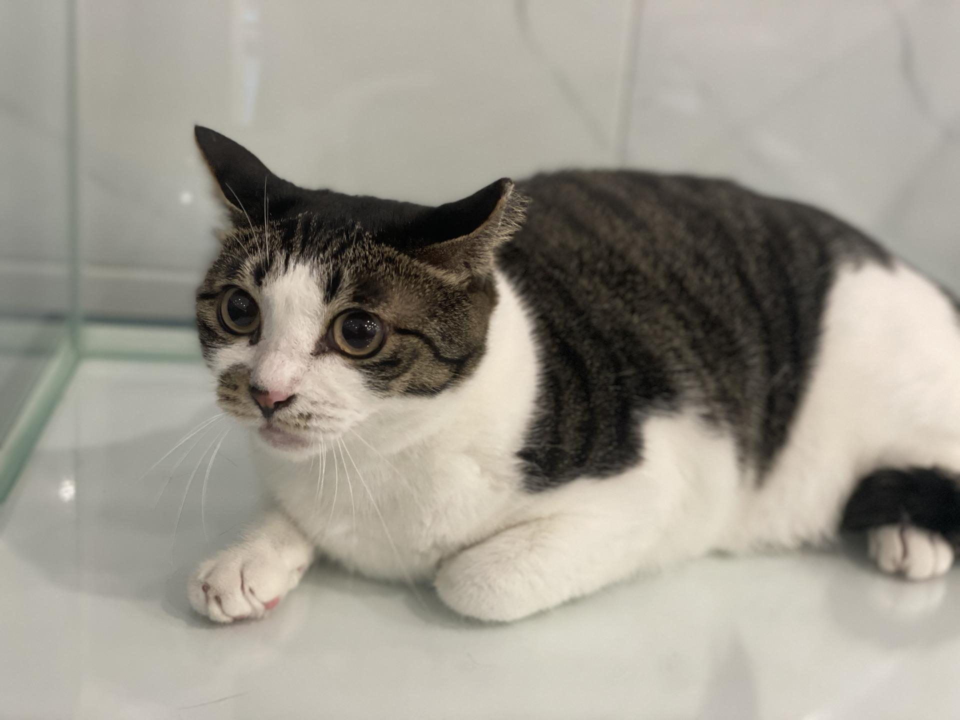 코리안숏헤어 양이 엑조틱크기 터키시앙고라크기 페르시안크기 하이랜드폴드크기 애완견크기 반려견크기 소형견무료입양사이트 중형견무료입양사이트 대형견무료입양사이트 미니비숑프리제무료