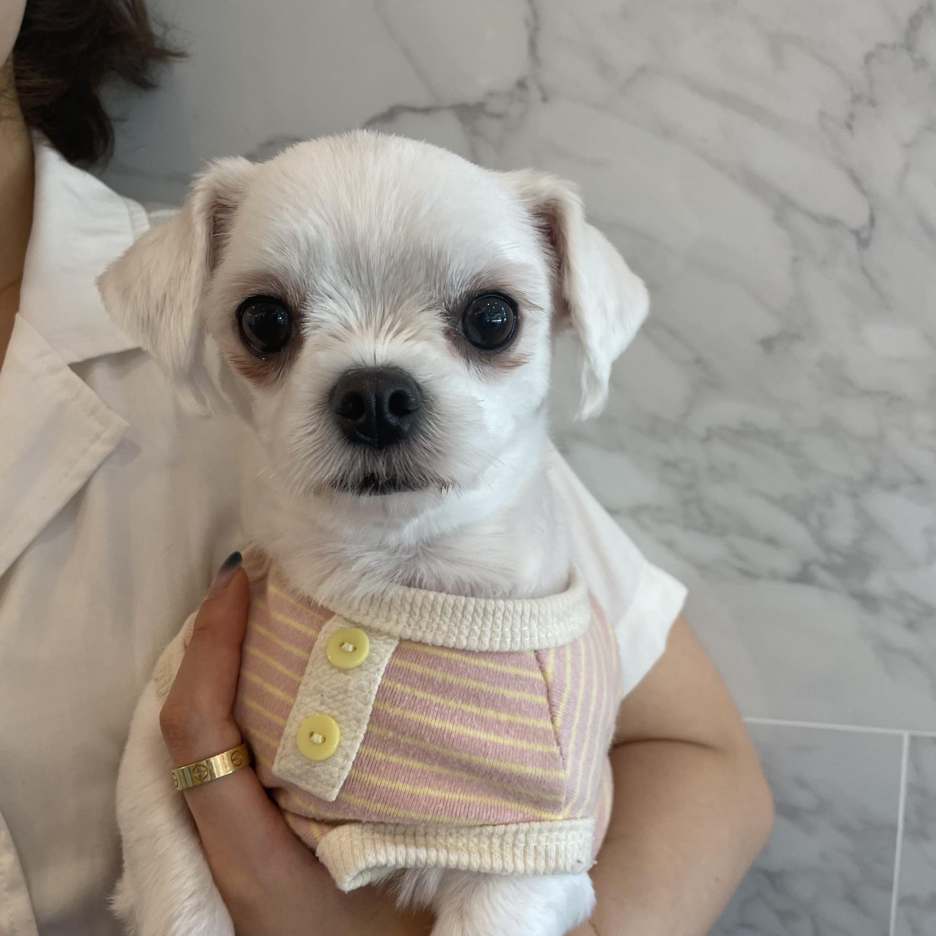 말티즈 콩이 프렌치불독크기 빠삐용크기 파피용크기 사모예드크기 스피츠크기 시바견크기 시베리안허스키크기 시츄크기 요크셔테리어크기 웰시코기크기 이탈리아그레이하운드크기 치와와크기