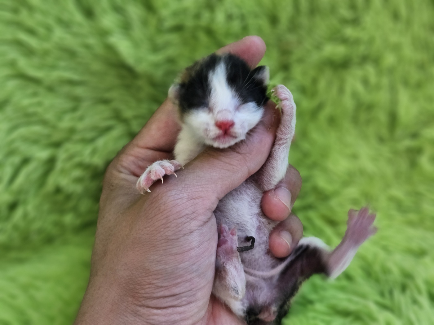 코리안숏헤어 잡채 폼스키크기 폼치크기 폼피츠크기 푸숑크기 노르웨이숲크기 데본렉스크기 뱅갈크기 샴크기 셀커크렉스크기 스핑크스크기