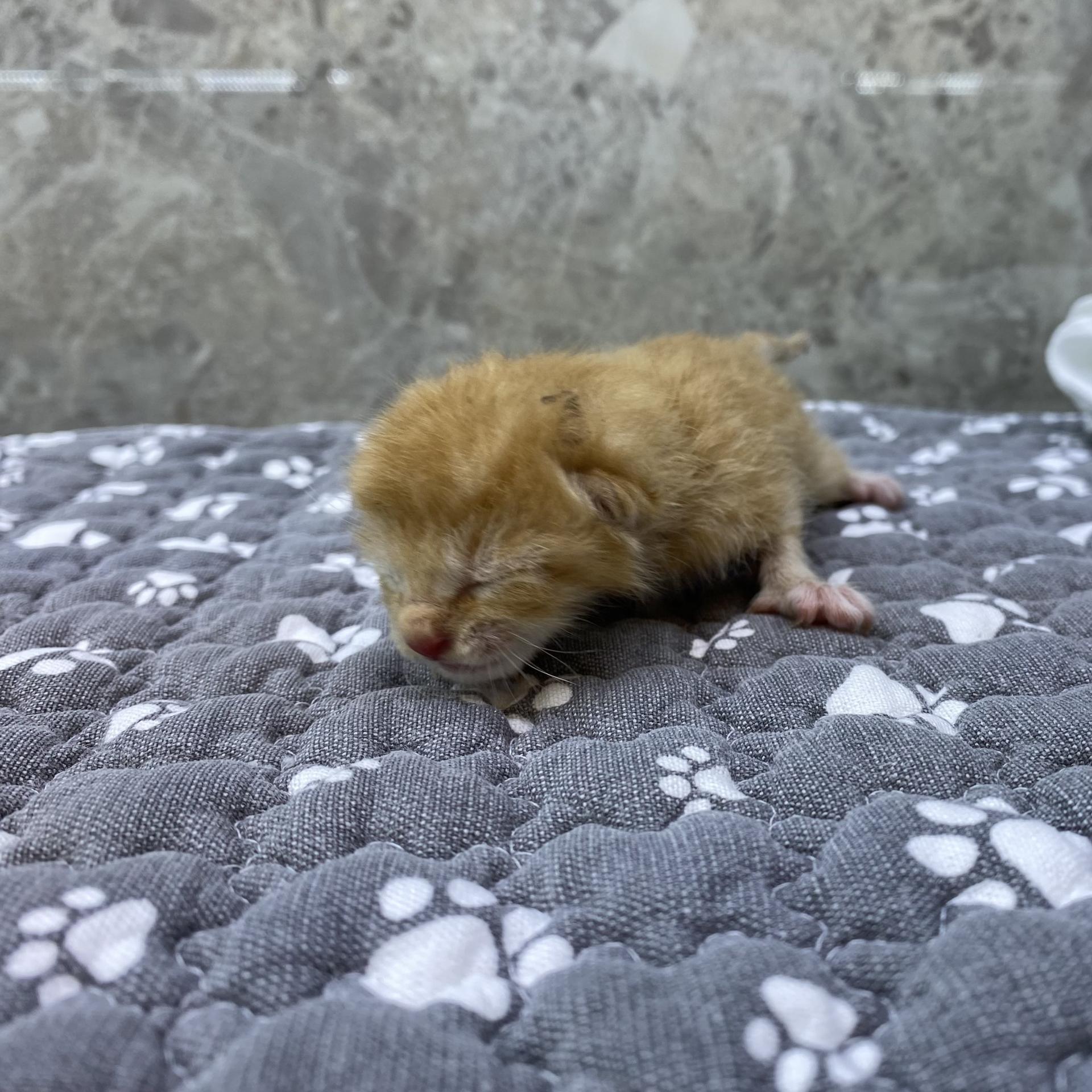 코리안숏헤어 콘치 사모예드책임분양 스피츠책임분양 시바견책임분양 시베리안허스키책임분양 시츄책임분양 요크셔테리어책임분양 웰시코기책임분양 이탈리아그레이하운드책임분양 치와와책임분양