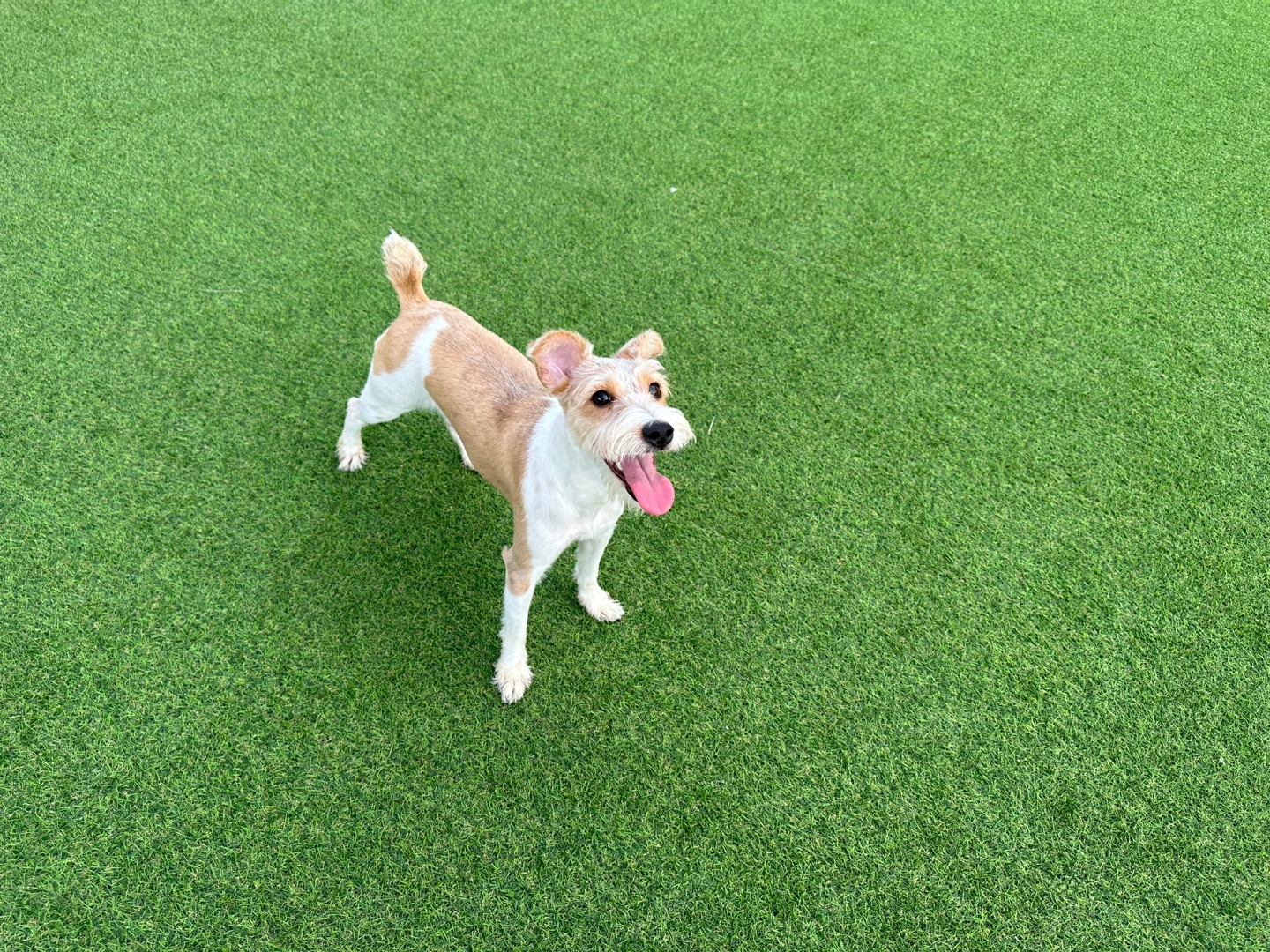 폭스테리어 레이 애완견성격 반려견성격 소형견크기 중형견크기 미니비숑프리제크기 토이푸들크기 골든리트리버크기 래브라도리트리버크기 닥스훈트크기 도베르만크기 말티치크기 말티폼크기