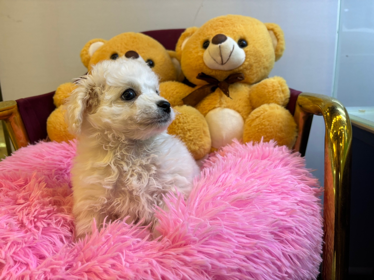 비숑프리제 뚬빵 말티즈크기 말티푸크기 푸들크기 먼치킨크기 랙돌크기 브리티쉬숏헤어크기 스코티쉬폴드크기 러시안블루크기 강아지크기 고양이크기 유기견임시보호 유기묘임시보호 강아지