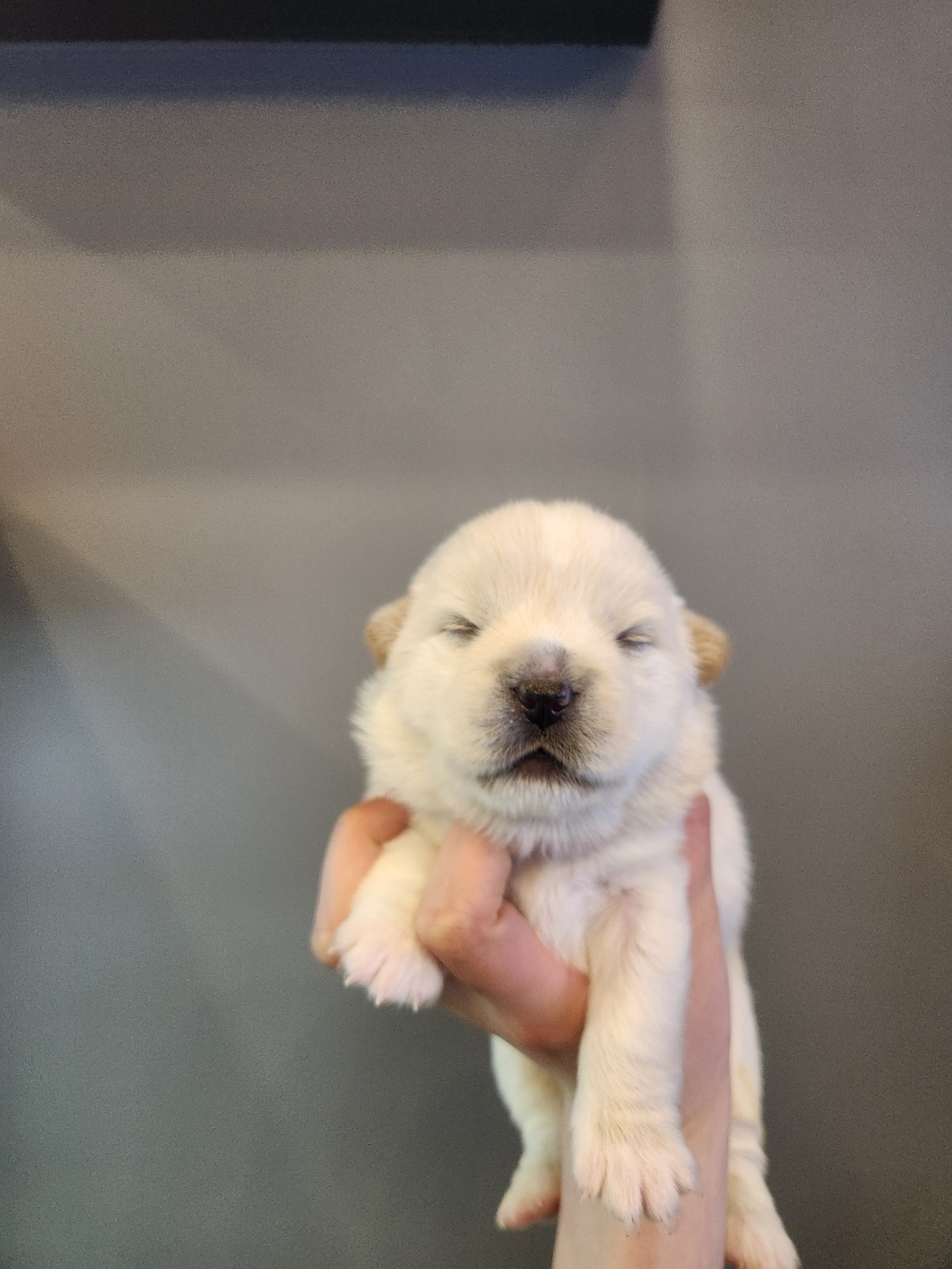 믹스견 절기 폼스키크기 폼치크기 폼피츠크기 푸숑크기 노르웨이숲크기 데본렉스크기 뱅갈크기 샴크기 셀커크렉스크기 스핑크스크기 아메리칸숏헤어크기 아메리칸컬크기 아비시니안크기