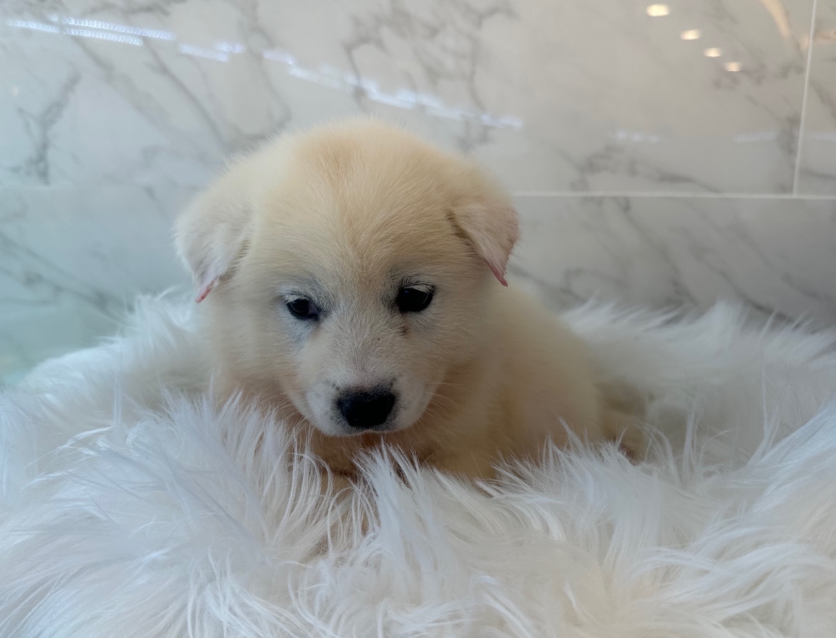 풍산개 믹스 하이 엑조틱크기 터키시앙고라크기 페르시안크기 하이랜드폴드크기 애완견크기 반려견크기 소형견무료입양사이트 중형견무료입양사이트 대형견무료입양사이트 미니비숑프리제무료