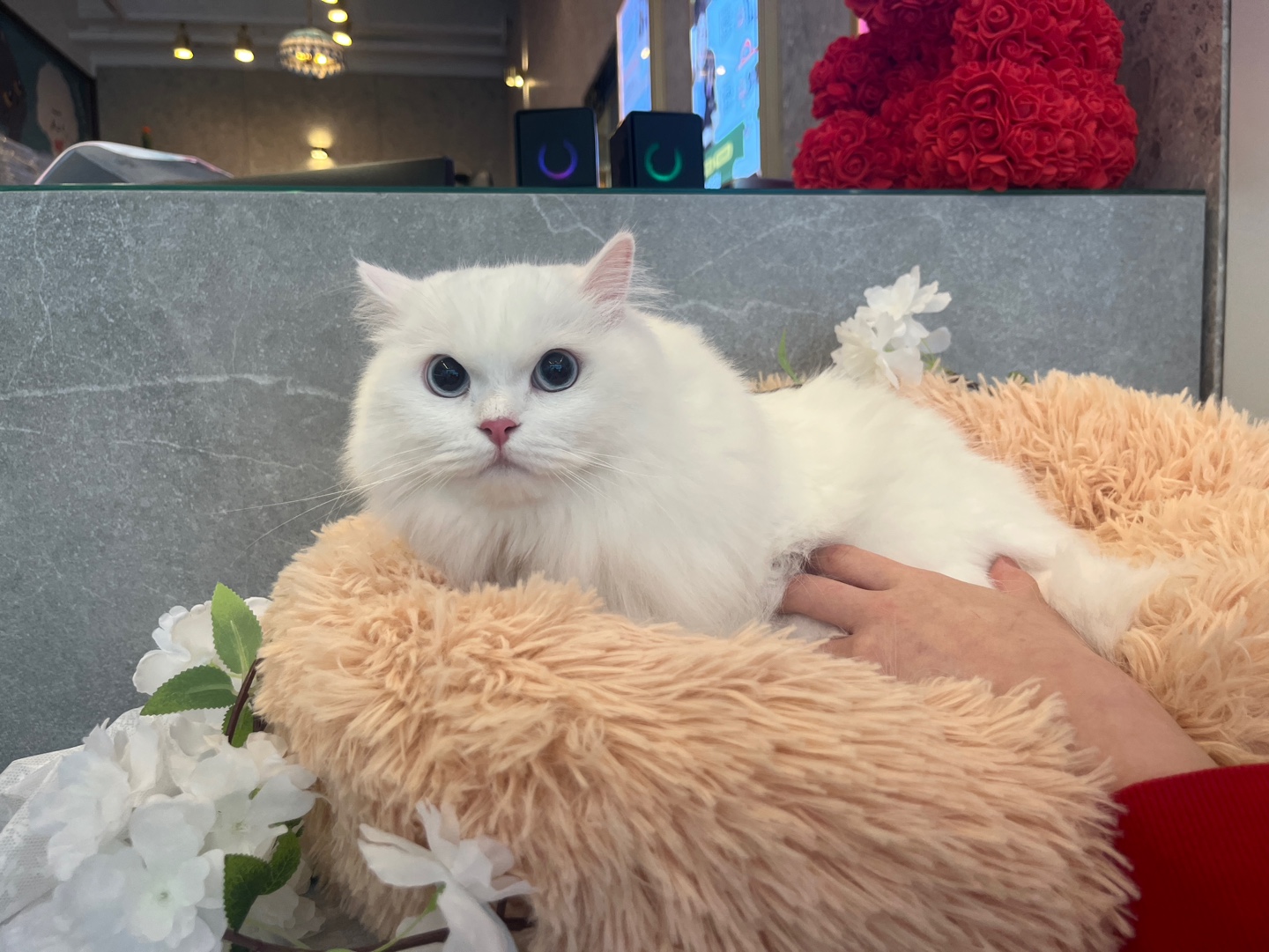 페르시안 새치 애완견성격 반려견성격 소형견크기 중형견크기 미니비숑프리제크기 토이푸들크기 골든리트리버크기 래브라도리트리버크기 닥스훈트크기 도베르만크기 말티치크기 말티폼크기