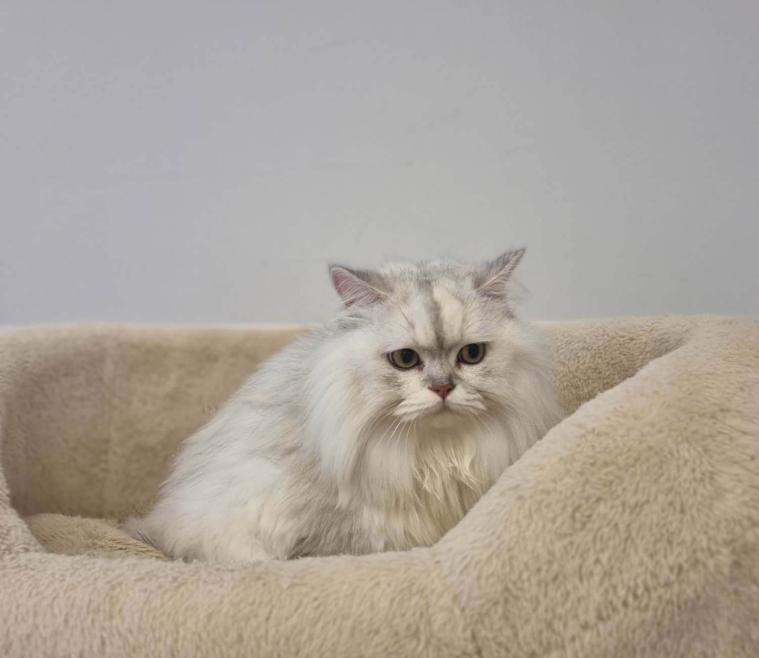 페르시안 겨울 애완견성격 반려견성격 소형견크기 중형견크기 미니비숑프리제크기 토이푸들크기 골든리트리버크기 래브라도리트리버크기 닥스훈트크기 도베르만크기 말티치크기 말티폼크기