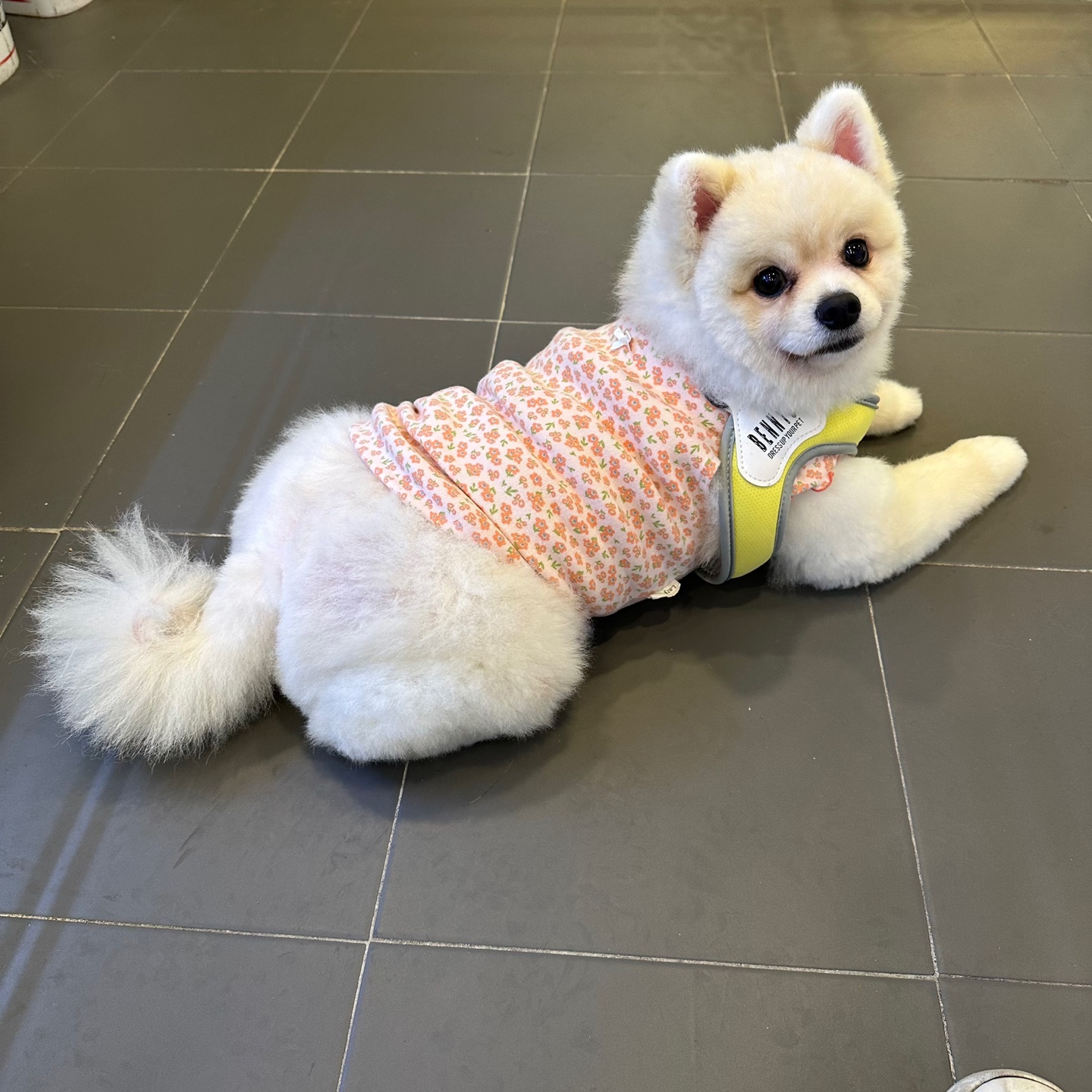 폼피츠 봄이 유기묘무료입양사이트 비숑프리제파양 포메라니안파양 말티즈파양 말티푸파양 푸들파양 먼치킨파양 랙돌파양 브리티쉬숏헤어파양 스코티쉬폴드파양 러시안블루파양 강아지파양