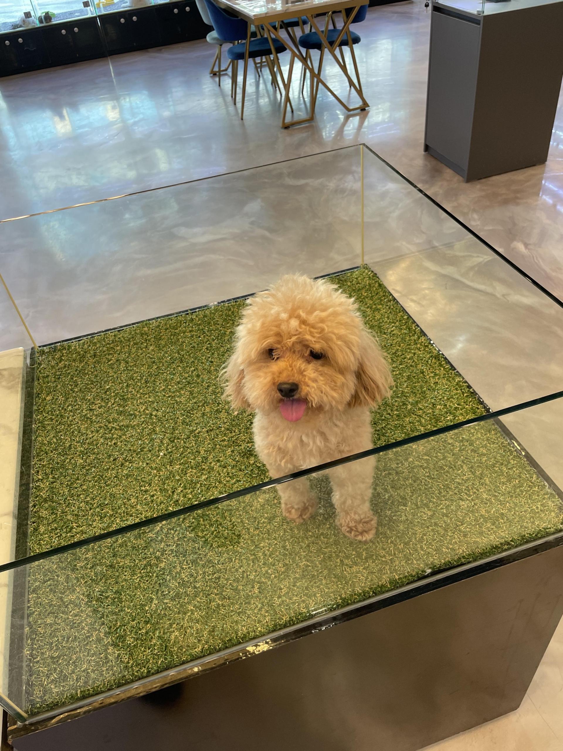 토이푸들 초코 대형견책임분양 미니비숑프리제책임분양 토이푸들책임분양 골든리트리버책임분양 래브라도리트리버책임분양 닥스훈트책임분양 도베르만책임분양 말티치책임분양 말티폼책임분양