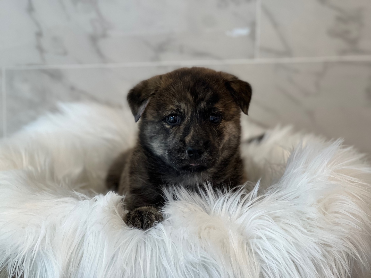 풍산개 믹스 랑이 프렌치불독크기 빠삐용크기 파피용크기 사모예드크기 스피츠크기 시바견크기 시베리안허스키크기 시츄크기 요크셔테리어크기 웰시코기크기 이탈리아그레이하운드크기 치와와