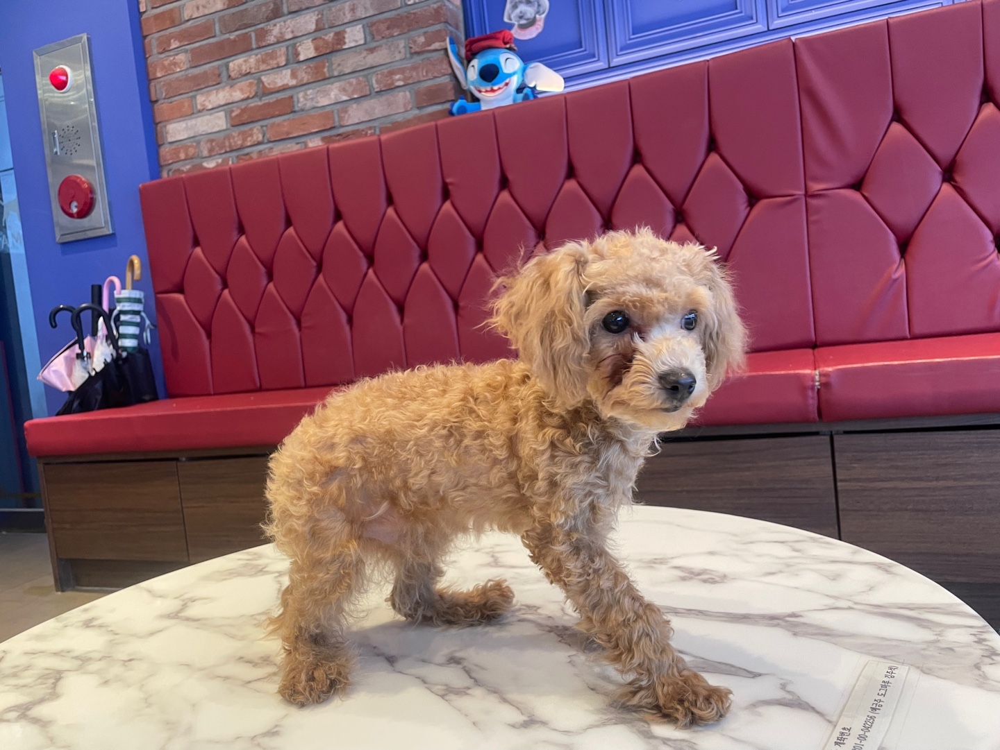 말티푸 푸푸 애완견성격 반려견성격 소형견크기 중형견크기 미니비숑프리제크기 토이푸들크기 골든리트리버크기 래브라도리트리버크기 닥스훈트크기 도베르만크기 말티치크기 말티폼크기 보더