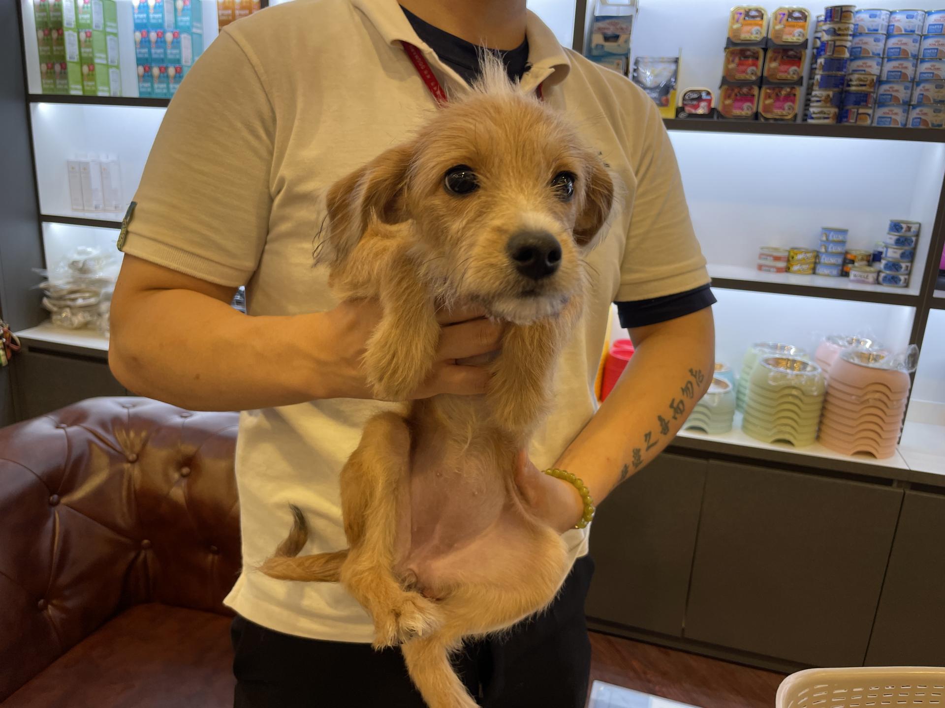 믹스견 오월이 말티즈크기 말티푸크기 푸들크기 먼치킨크기 랙돌크기 브리티쉬숏헤어크기 스코티쉬폴드크기 러시안블루크기 강아지크기 고양이크기 유기견임시보호 유기묘임시보호 강아지임시