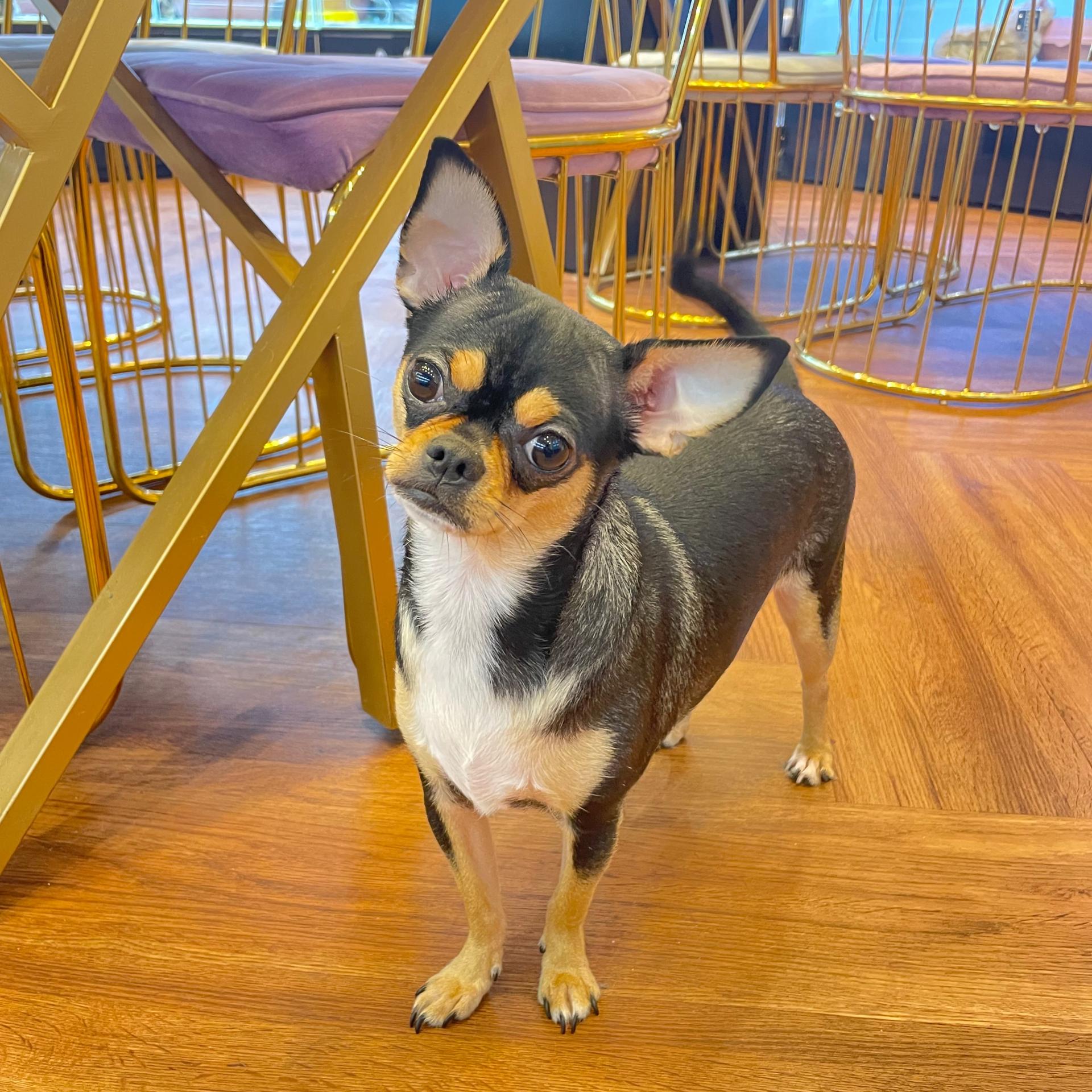 미니핀 믹스 잭슨 유기견입양 유기묘입양 강아지입양 소형견입양 중형견입양 대형견입양 말티즈입양 말티푸입양 비숑프리제입양 미니비숑프리제입양 포메라니안입양 푸들입양 골든리트리버