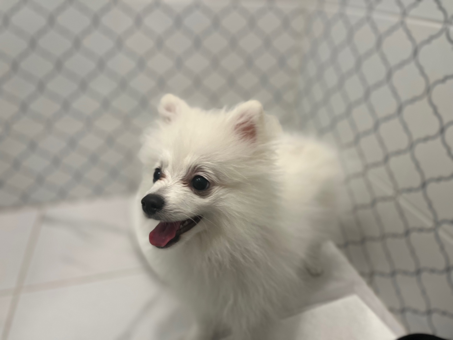 포메라니안 뭉치 유기견입양 유기묘입양 강아지입양 소형견입양 중형견입양 대형견입양 말티즈입양 말티푸입양 비숑프리제입양 미니비숑프리제입양 포메라니안입양 푸들입양 골든리트리버입양