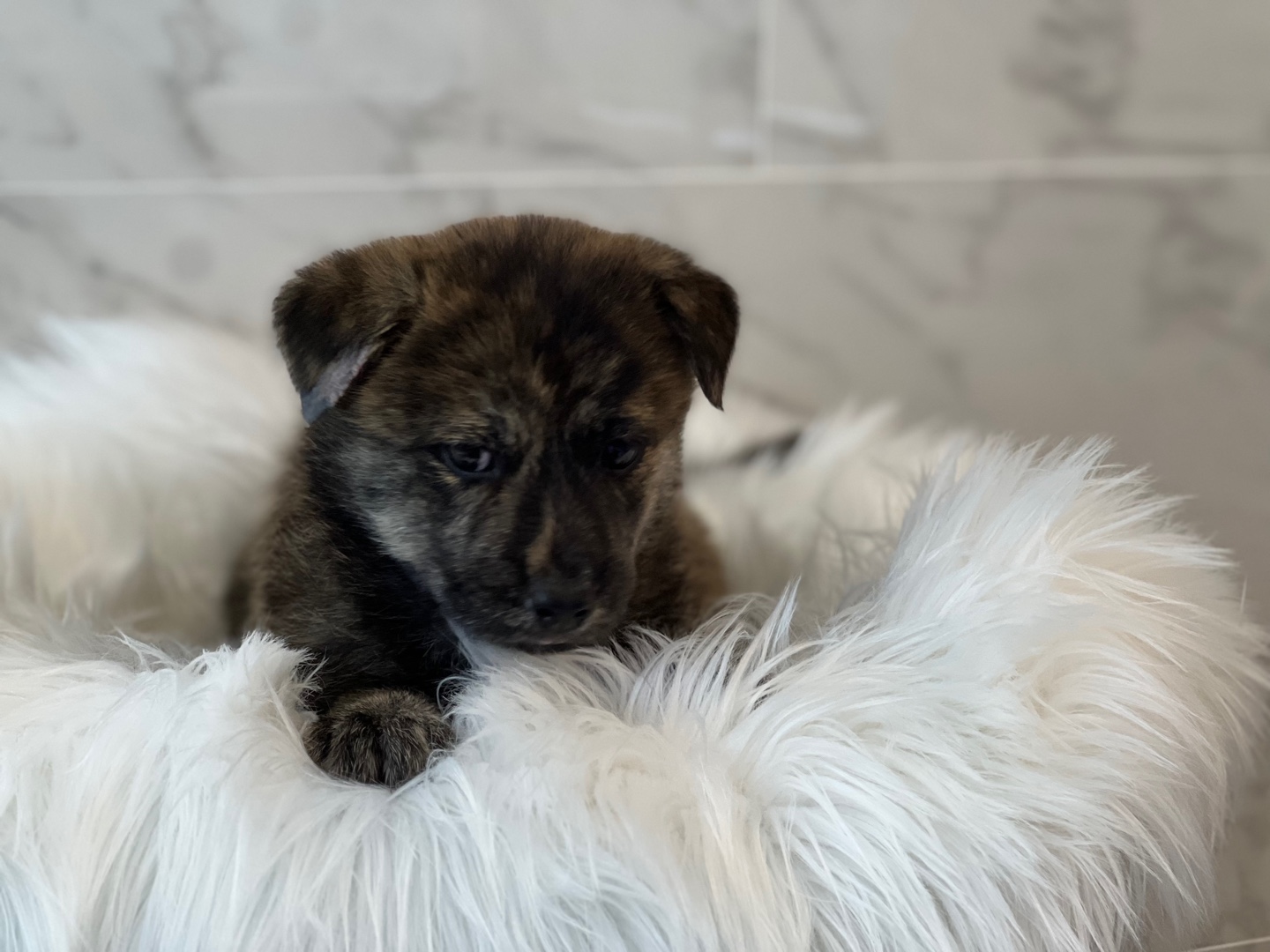 풍산개 믹스 랑이 프렌치불독크기 빠삐용크기 파피용크기 사모예드크기 스피츠크기 시바견크기 시베리안허스키크기 시츄크기 요크셔테리어크기 웰시코기크기 이탈리아그레이하운드크기 치와와