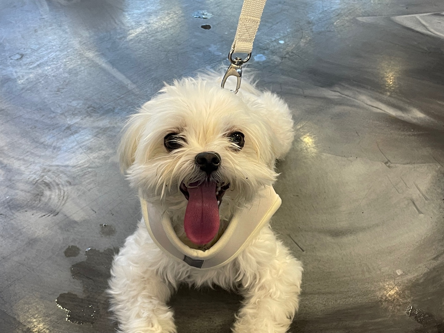 말티즈 토리 말티즈크기 말티푸크기 푸들크기 먼치킨크기 랙돌크기 브리티쉬숏헤어크기 스코티쉬폴드크기 러시안블루크기 강아지크기 고양이크기 유기견임시보호 유기묘임시보호 강아지임시