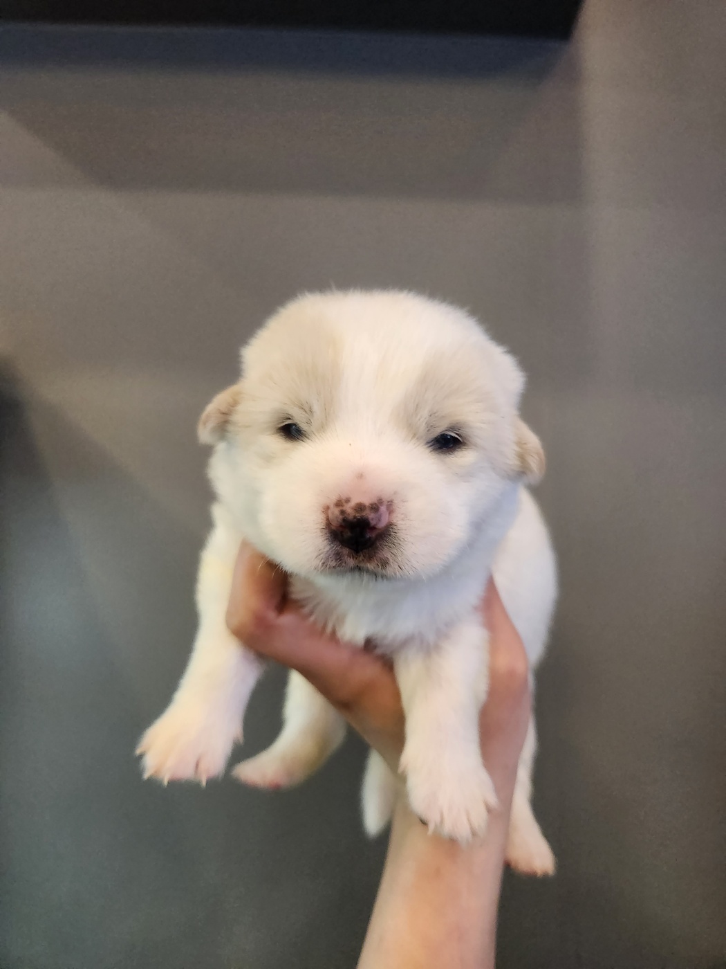 믹스견 설기 프렌치불독크기 빠삐용크기 파피용크기 사모예드크기 스피츠크기 시바견크기 시베리안허스키크기 시츄크기 요크셔테리어크기 웰시코기크기 이탈리아그레이하운드크기 치와와크기