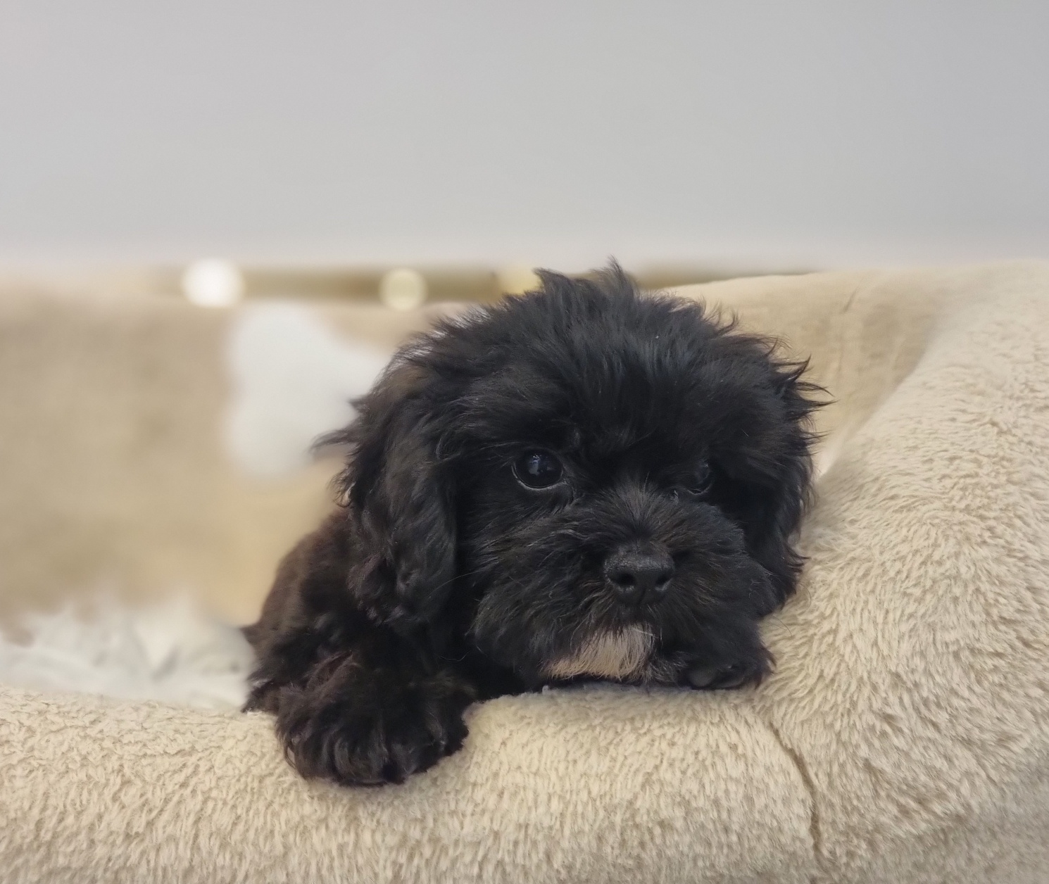 말티푸 블랙 폼스키크기 폼치크기 폼피츠크기 푸숑크기 노르웨이숲크기 데본렉스크기 뱅갈크기 샴크기 셀커크렉스크기 스핑크스크기 아메리칸숏헤어크기 아메리칸컬크기 아비시니안크기