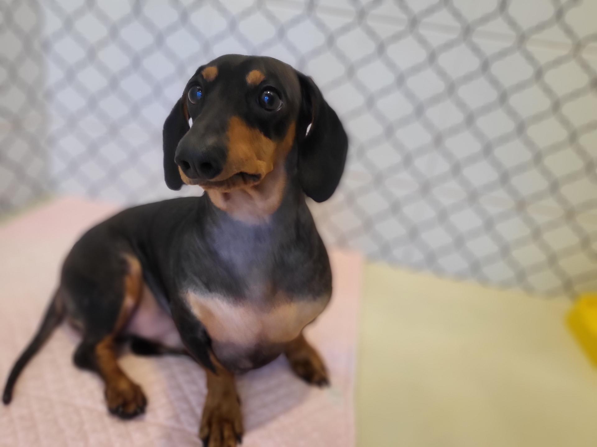 닥스훈트 망고 프렌치불독크기 빠삐용크기 파피용크기 사모예드크기 스피츠크기 시바견크기 시베리안허스키크기 시츄크기 요크셔테리어크기 웰시코기크기 이탈리아그레이하운드크기 치와와크기