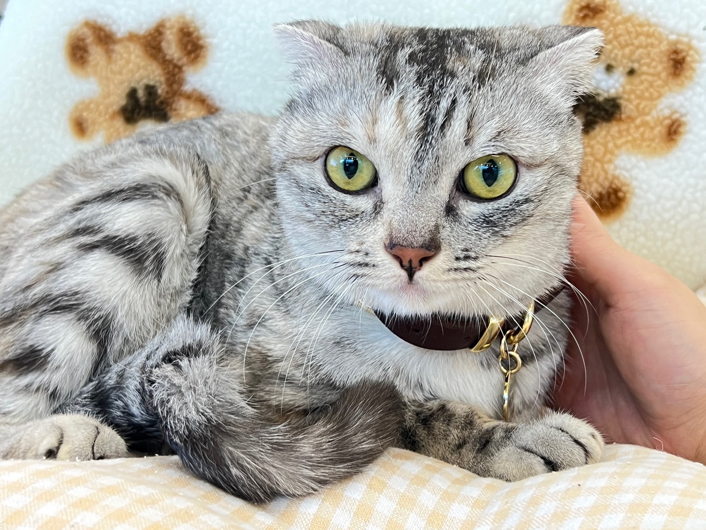 스코티쉬폴드 믹스 레이 말티푸전문무료분양 푸들전문무료분양 먼치킨전문무료분양 랙돌전문무료분양 브리티쉬숏헤어전문무료분양 스코티쉬폴드전문무료분양 러시안블루전문무료분양 강아지전문