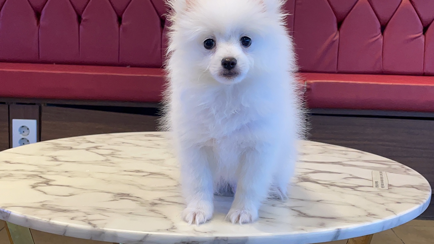 포메라니안 모찌 애완견성격 반려견성격 소형견크기 중형견크기 미니비숑프리제크기 토이푸들크기 골든리트리버크기 래브라도리트리버크기 닥스훈트크기 도베르만크기 말티치크기 말티폼크기