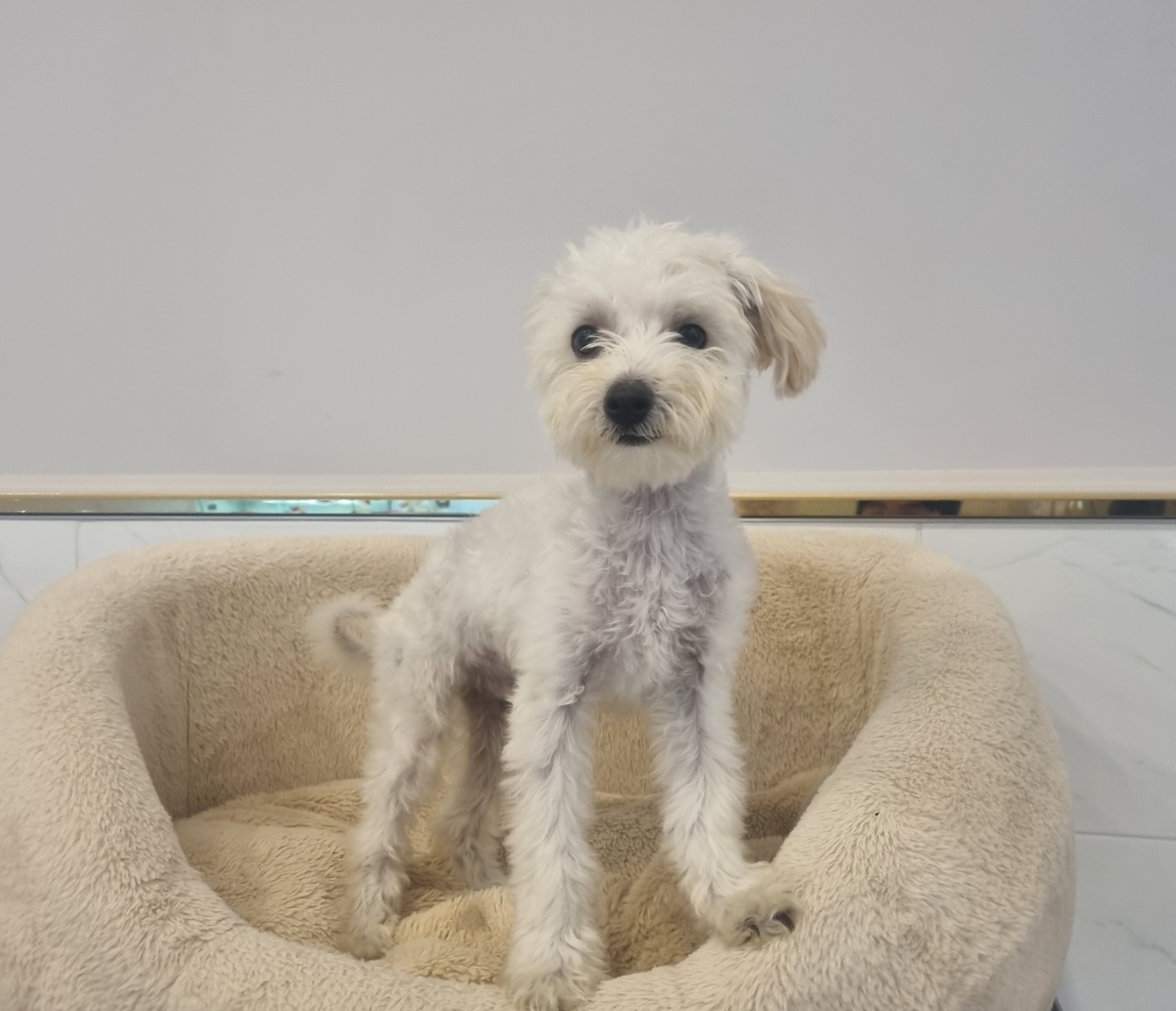 말티푸 모롤이 강아지책임분양 고양이책임분양 유기견책임분양 유기묘책임분양 연예인강아지분양하는곳 연예인고양이분양하는곳 골댕이무료분양 강아지입양보내기 고양이입양보내기 강아지분양