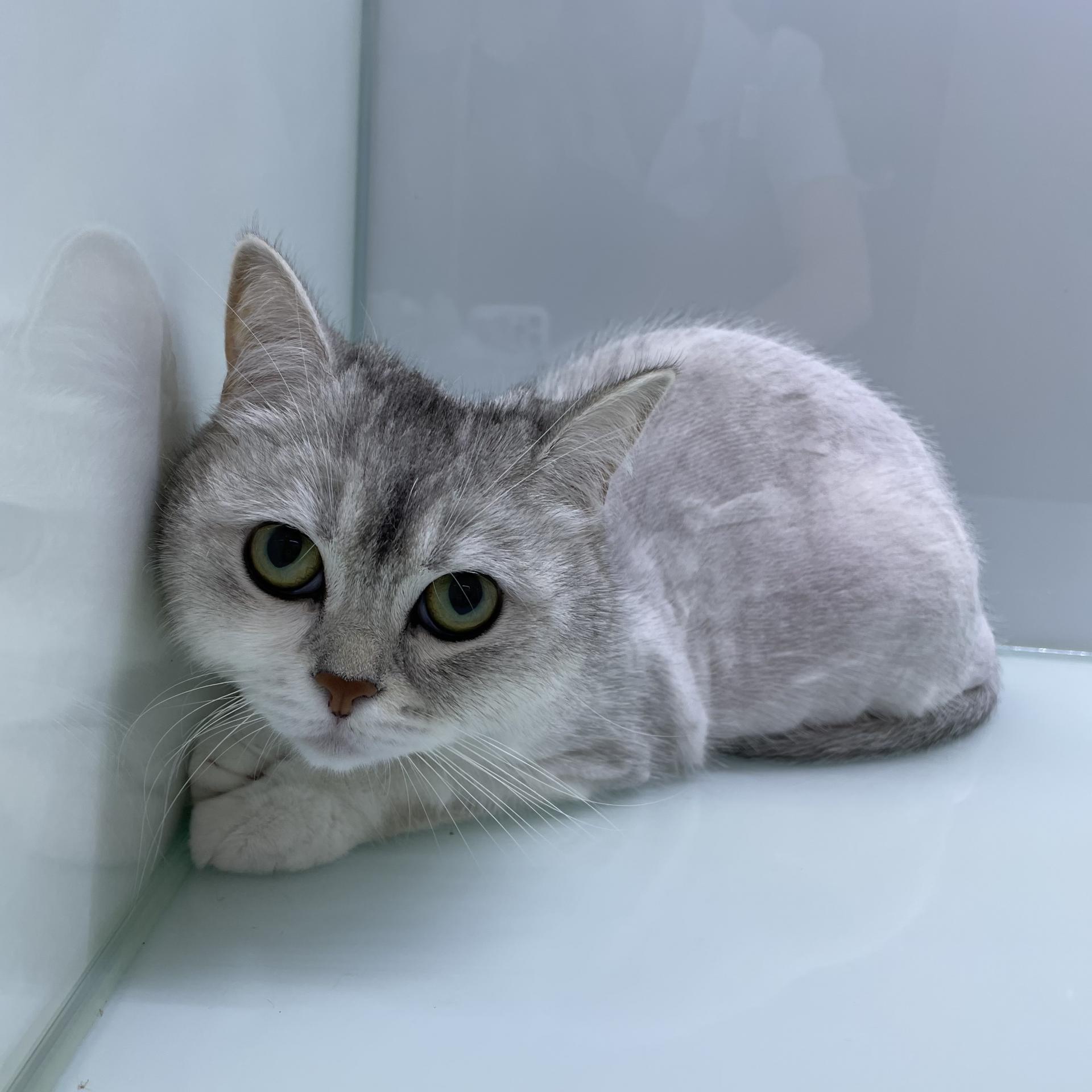 브리티시숏헤어 젤리 말티즈크기 말티푸크기 푸들크기 먼치킨크기 랙돌크기 브리티쉬숏헤어크기 스코티쉬폴드크기 러시안블루크기 강아지크기 고양이크기 유기견임시보호 유기묘임시보호