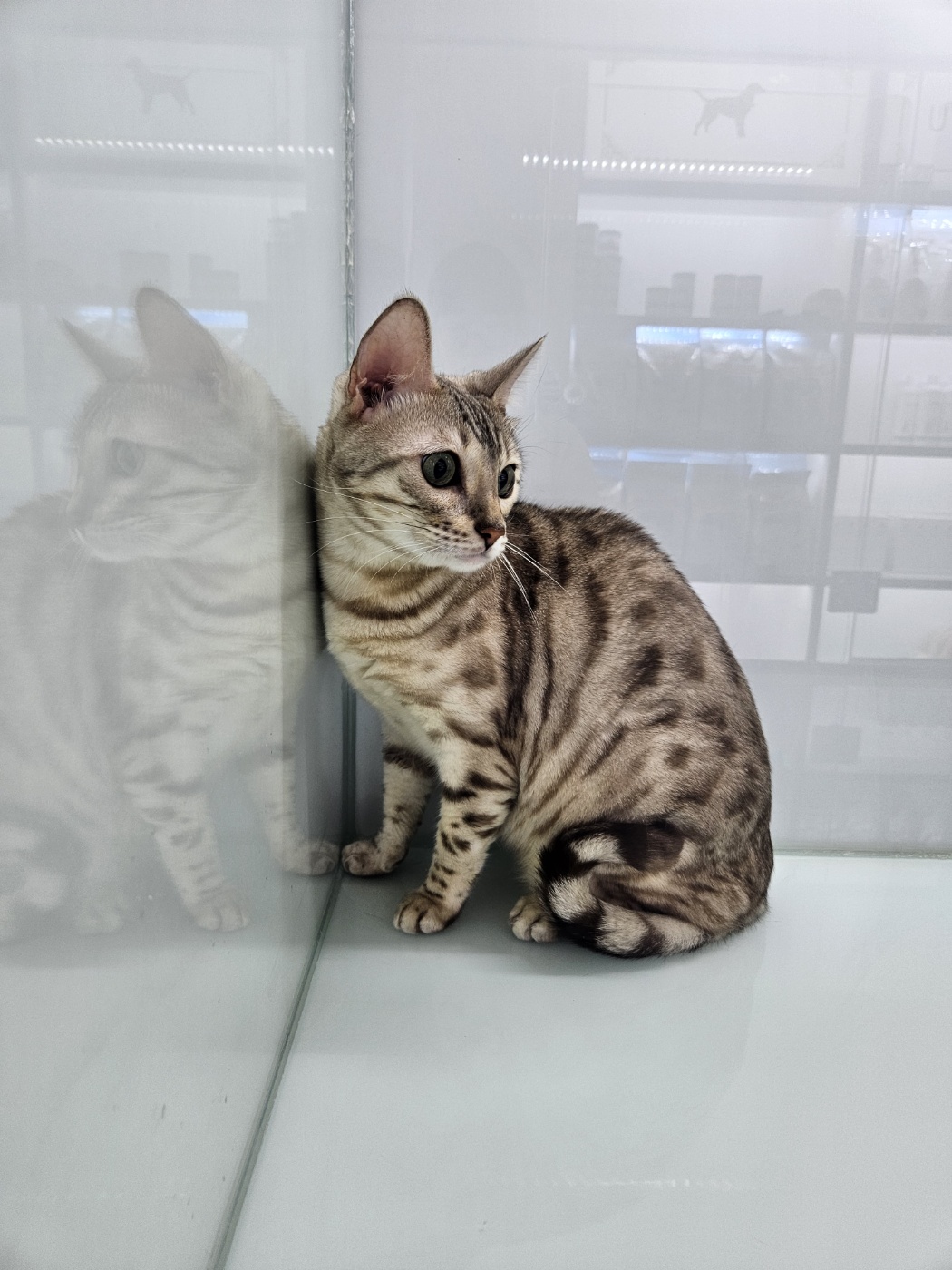 뱅갈 모모모란 프렌치불독크기 빠삐용크기 파피용크기 사모예드크기 스피츠크기 시바견크기 시베리안허스키크기 시츄크기 요크셔테리어크기 웰시코기크기 이탈리아그레이하운드크기 치와와