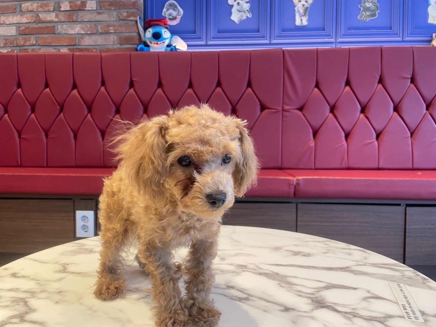 말티푸 푸푸 애완견성격 반려견성격 소형견크기 중형견크기 미니비숑프리제크기 토이푸들크기 골든리트리버크기 래브라도리트리버크기 닥스훈트크기 도베르만크기 말티치크기 말티폼크기 보더