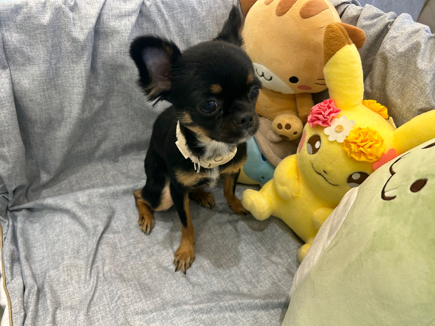 치와와 까미 프렌치불독크기 빠삐용크기 파피용크기 사모예드크기 스피츠크기 시바견크기 시베리안허스키크기 시츄크기 요크셔테리어크기 웰시코기크기 이탈리아그레이하운드크기 치와와크기