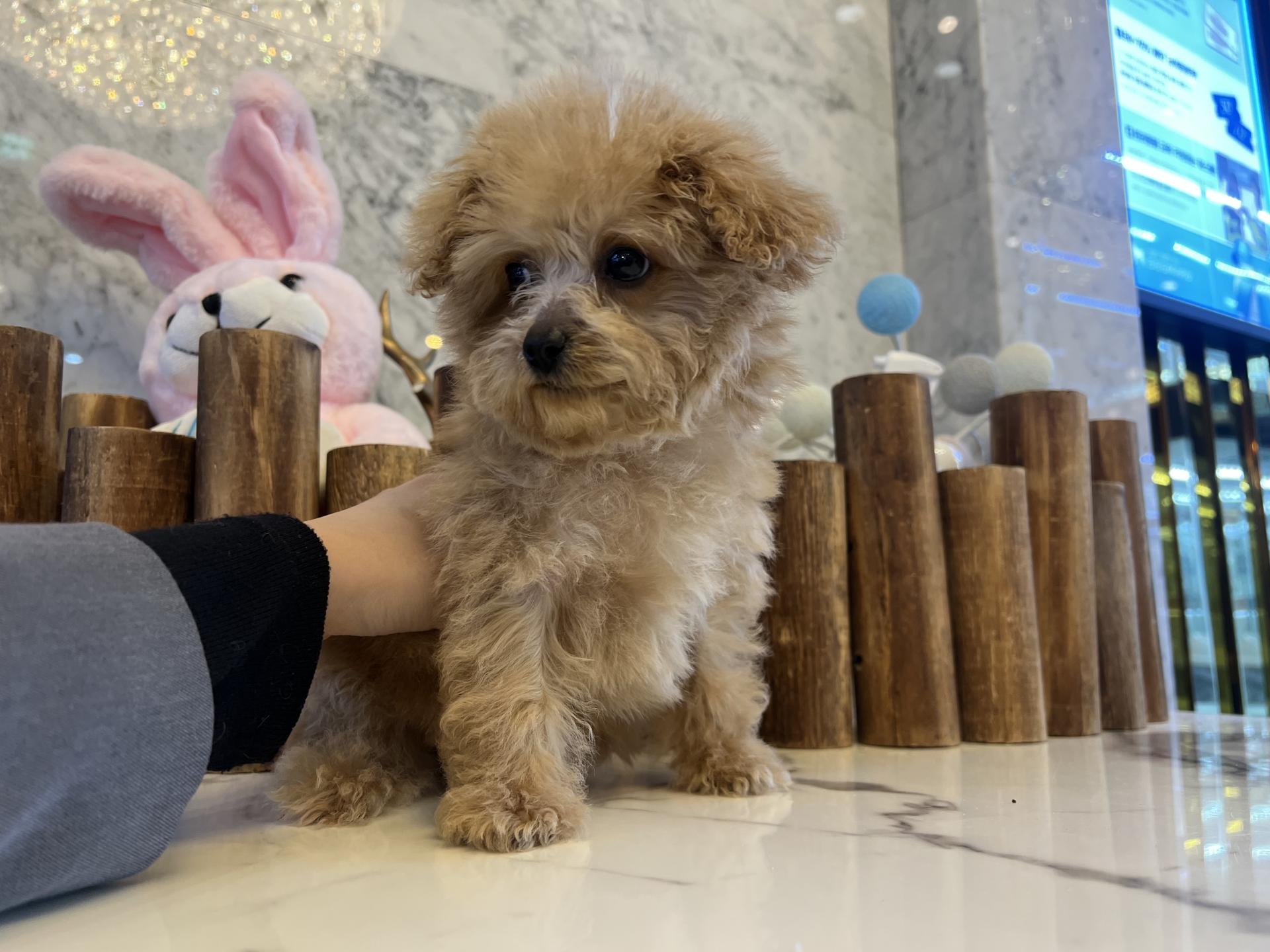 말티푸 라운 애완견성격 반려견성격 소형견크기 중형견크기 미니비숑프리제크기 토이푸들크기 골든리트리버크기 래브라도리트리버크기 닥스훈트크기 도베르만크기 말티치크기 말티폼크기 보더