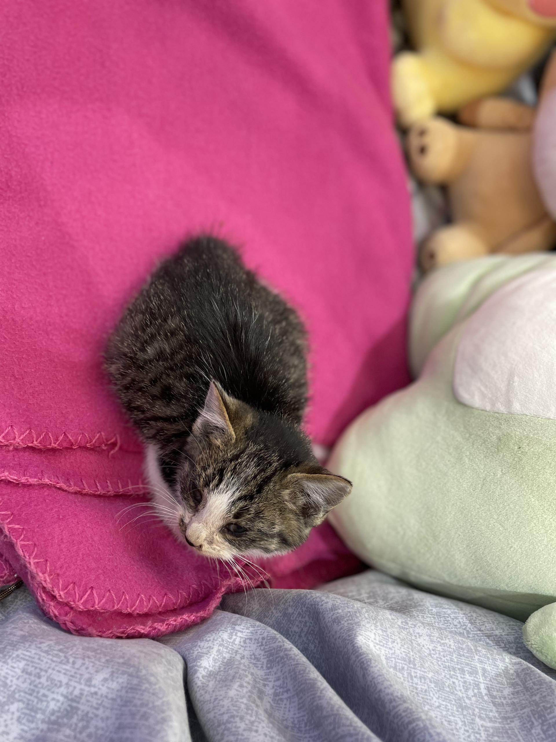 코리안숏헤어 웅이 대형견책임분양 미니비숑프리제책임분양 토이푸들책임분양 골든리트리버책임분양 래브라도리트리버책임분양 닥스훈트책임분양 도베르만책임분양 말티치책임분양 말티폼책임분양