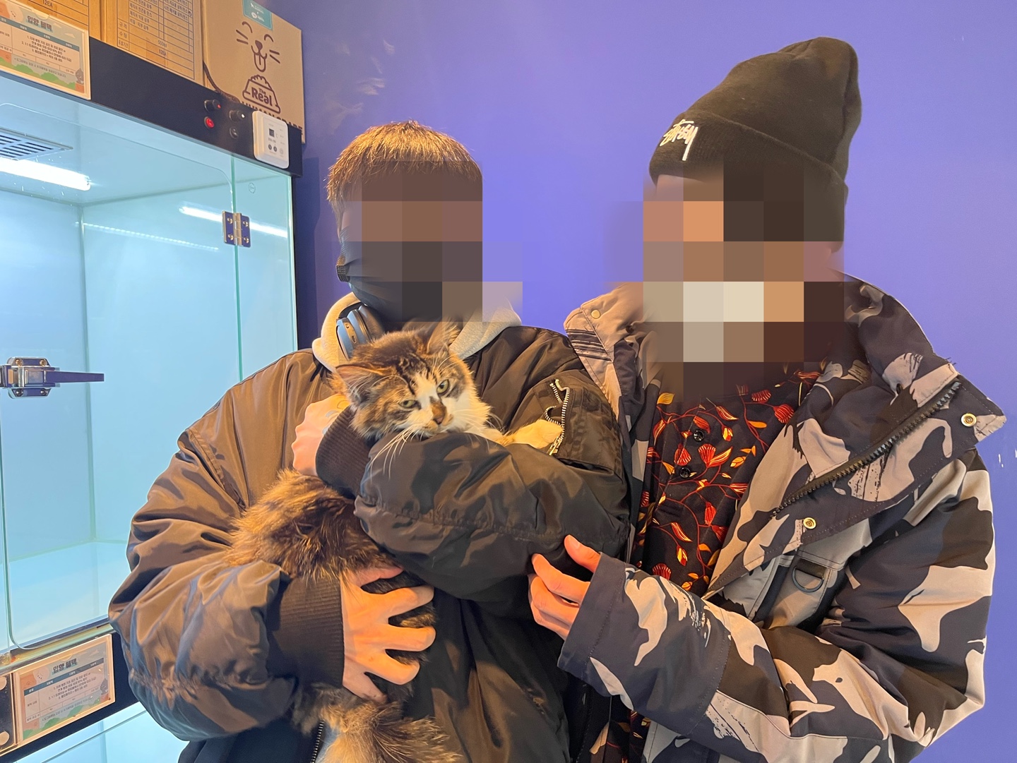 코리안숏헤어 떡이 사모예드책임분양 스피츠책임분양 시바견책임분양 시베리안허스키책임분양 시츄책임분양 요크셔테리어책임분양 웰시코기책임분양 이탈리아그레이하운드책임분양 치와와책임분양