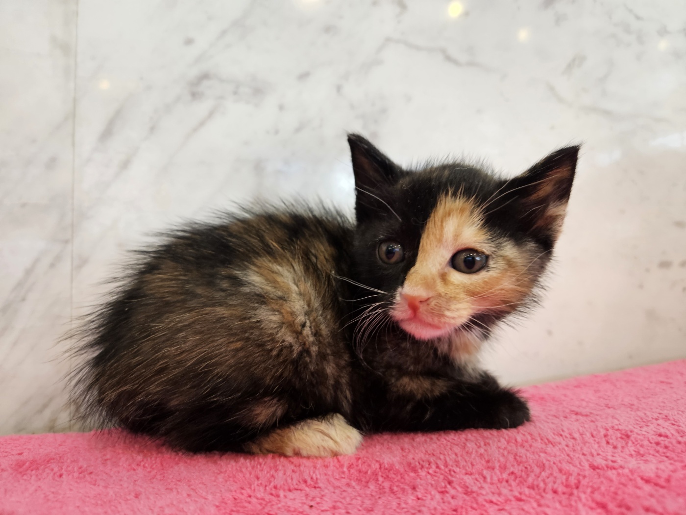 코리안숏헤어 미파 폼스키크기 폼치크기 폼피츠크기 푸숑크기 노르웨이숲크기 데본렉스크기 뱅갈크기 샴크기 셀커크렉스크기 스핑크스크기 아메리칸숏헤어크기 아메리칸컬크기 아비시니안크기