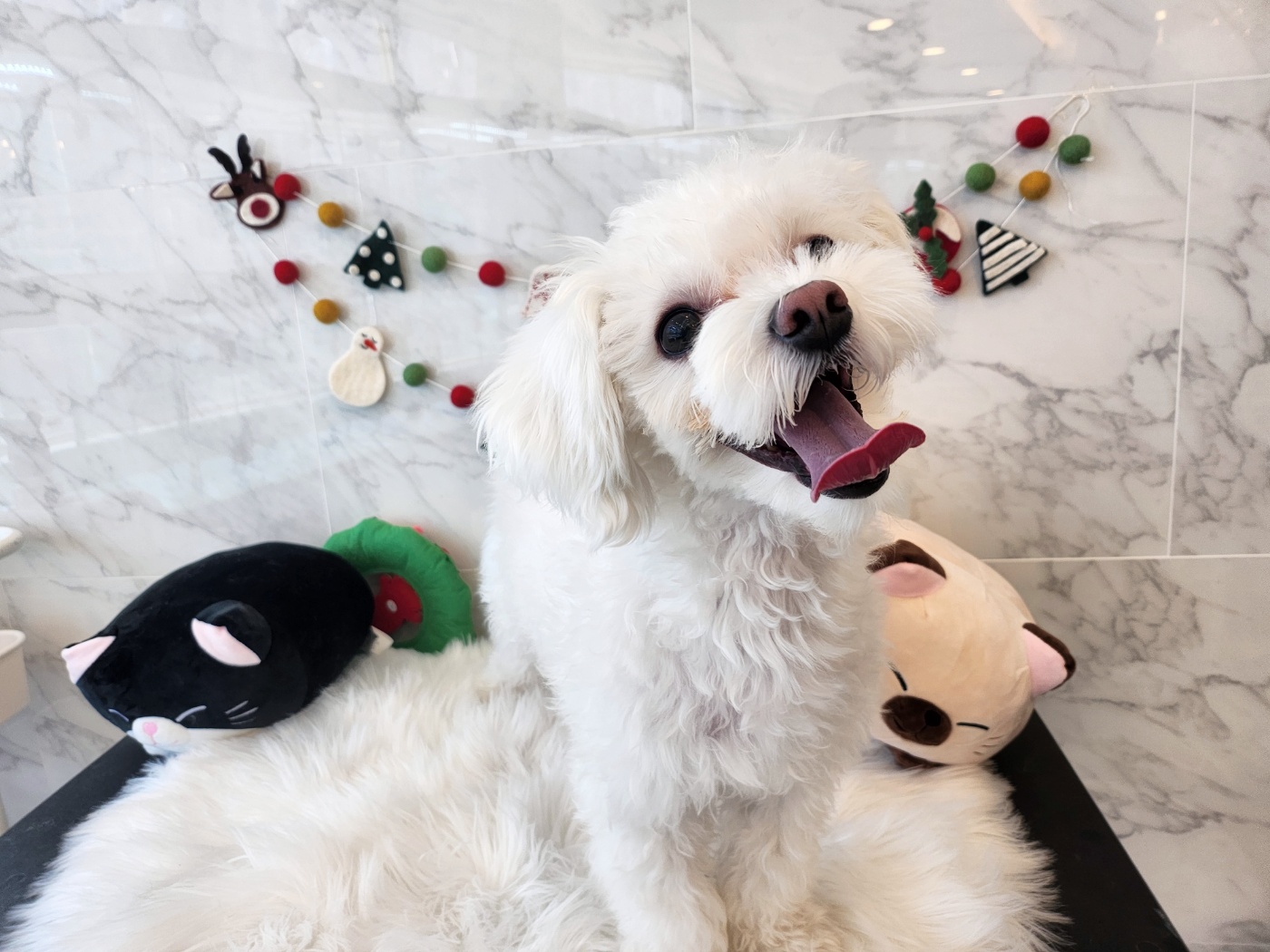 말티푸 두부 프렌치불독크기 빠삐용크기 파피용크기 사모예드크기 스피츠크기 시바견크기 시베리안허스키크기 시츄크기 요크셔테리어크기 웰시코기크기 이탈리아그레이하운드크기 치와와크기